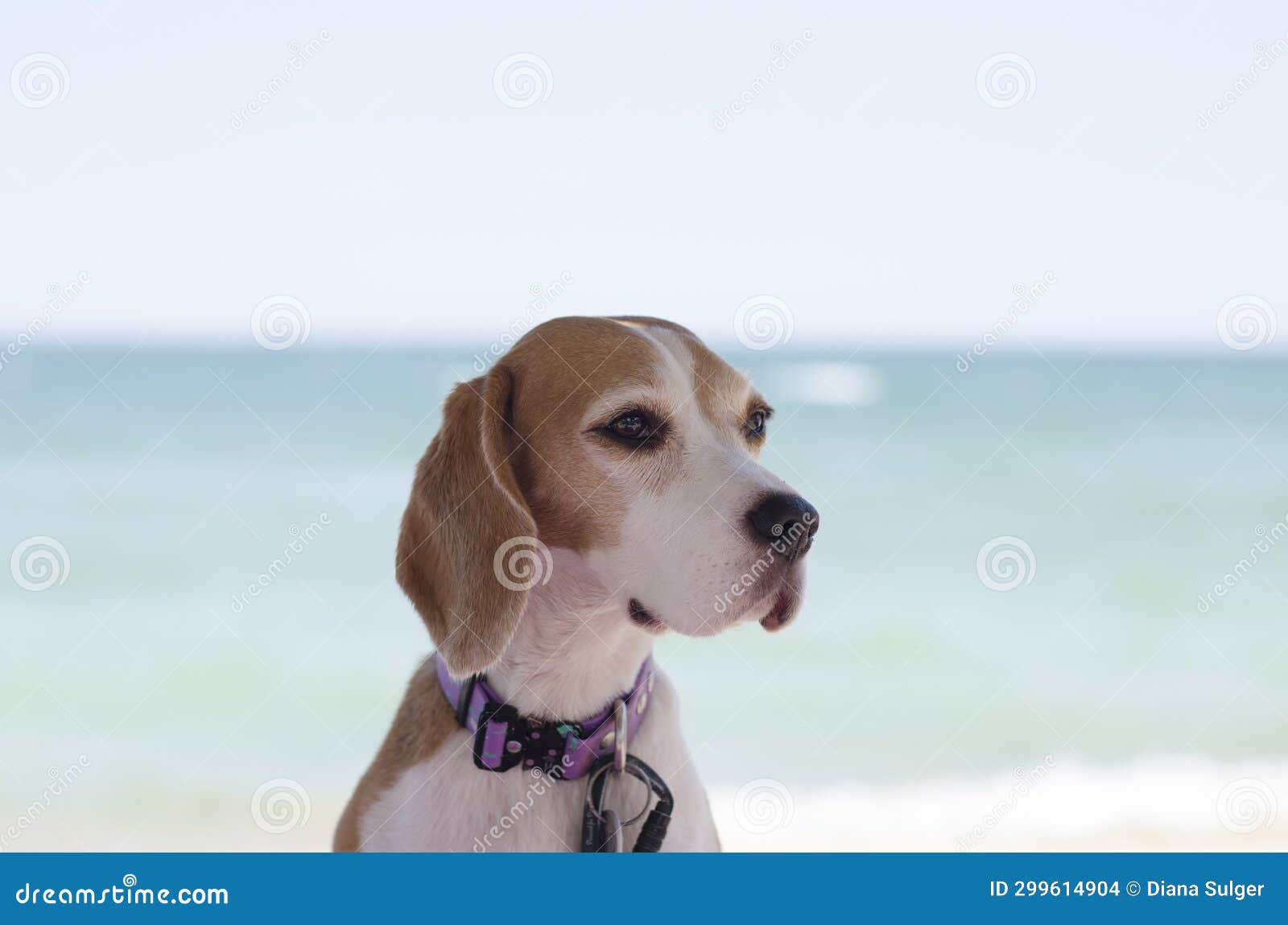 Beagle at the beach stock photo. Image of beach, female - 299614904