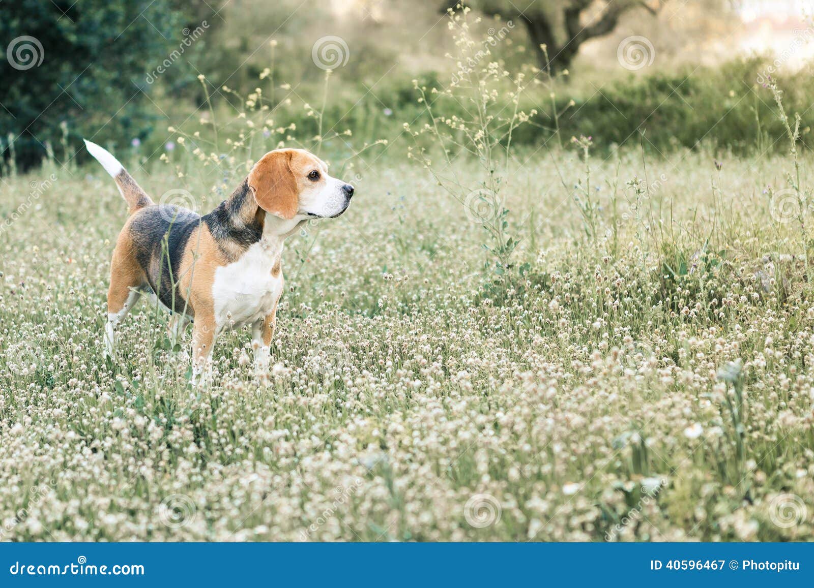 Female beagle stock image. Image of green, breed, puppy - 40596467