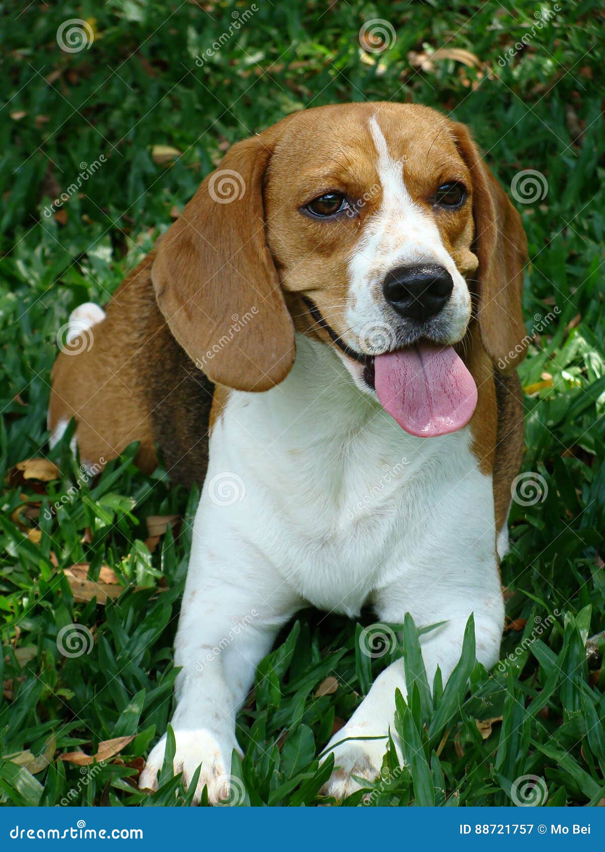 Female Beagle Dog stock image. Image of smiling, young - 88721757