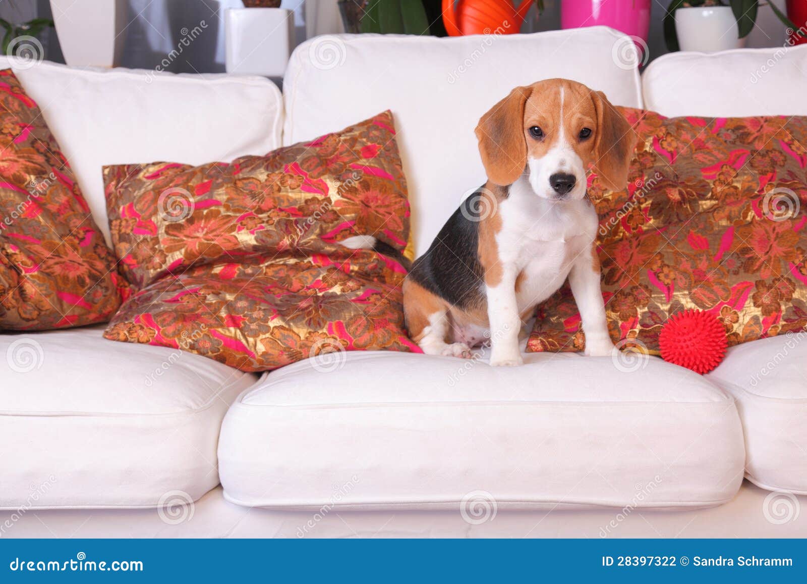 Female Beagle puppy stock photo. Image of head, modern - 28397322