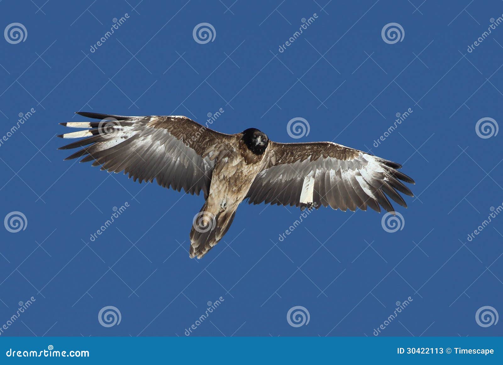 Female bearded vulture stock image. Image of vulture - 30422113