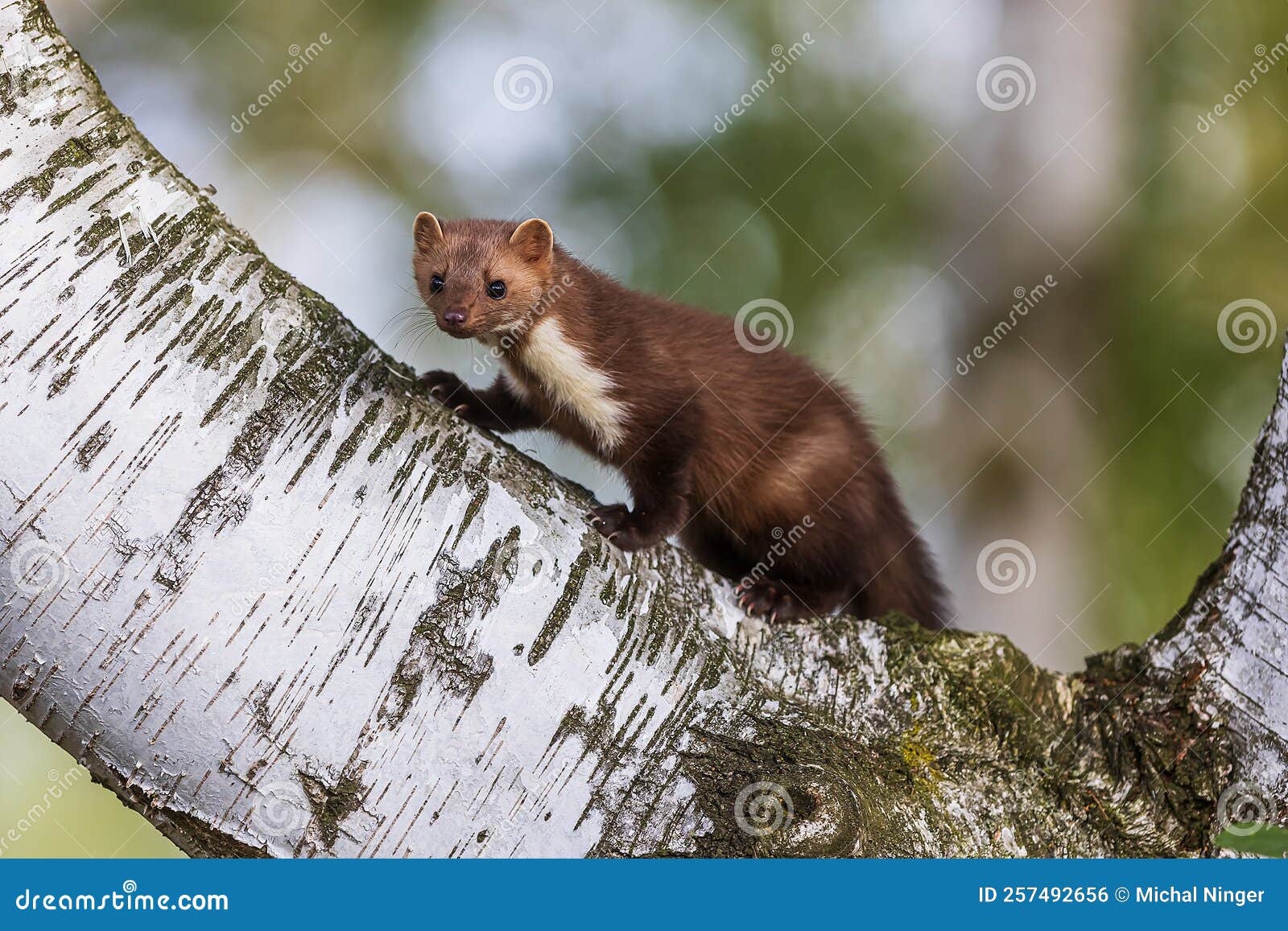 Beech Marten Martes Foina, Also Known As the Stone Marten is on the ...