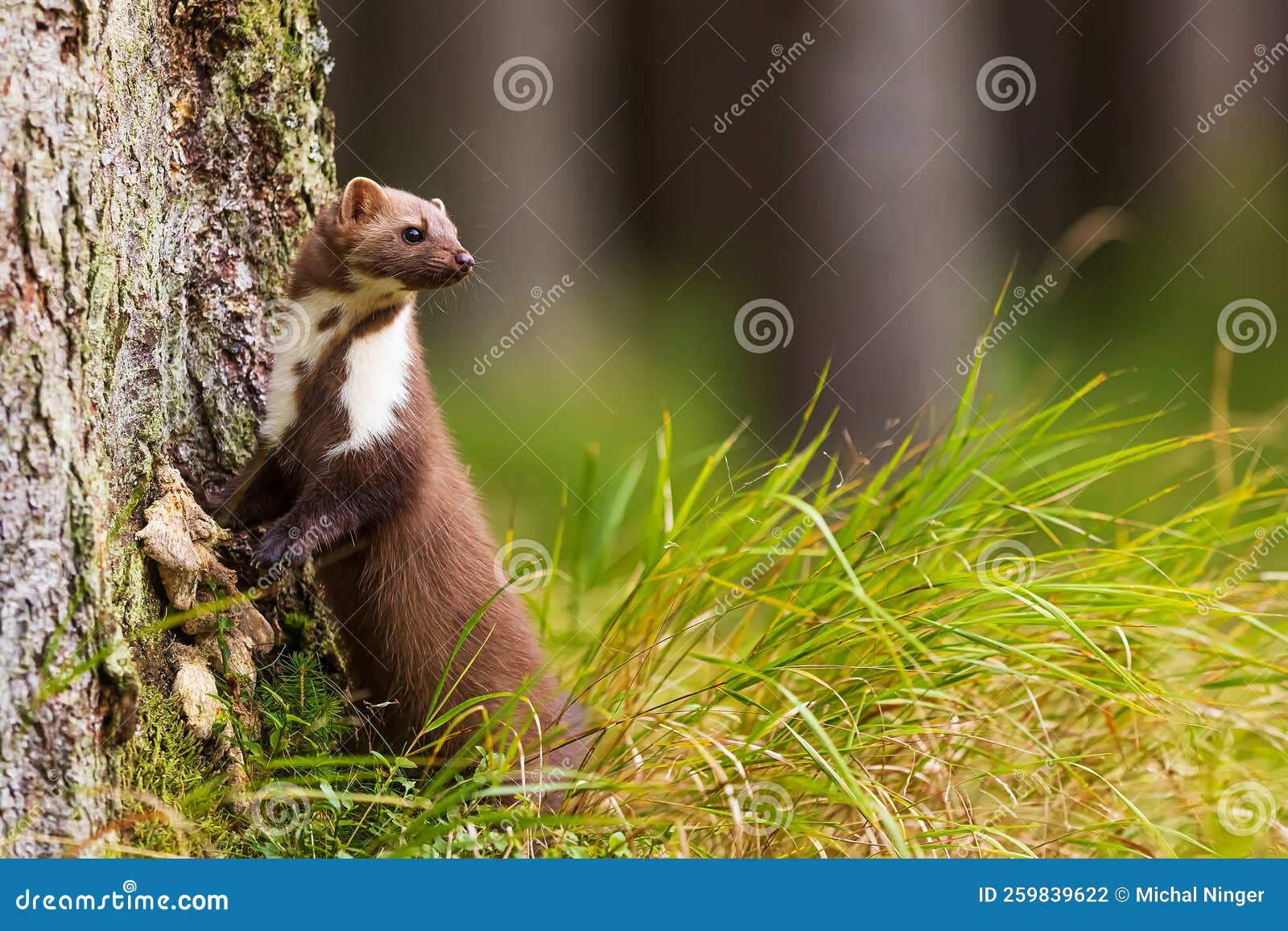 Female Beech Marten Martes Foina, Also Known As The Stone Marten Is In ...