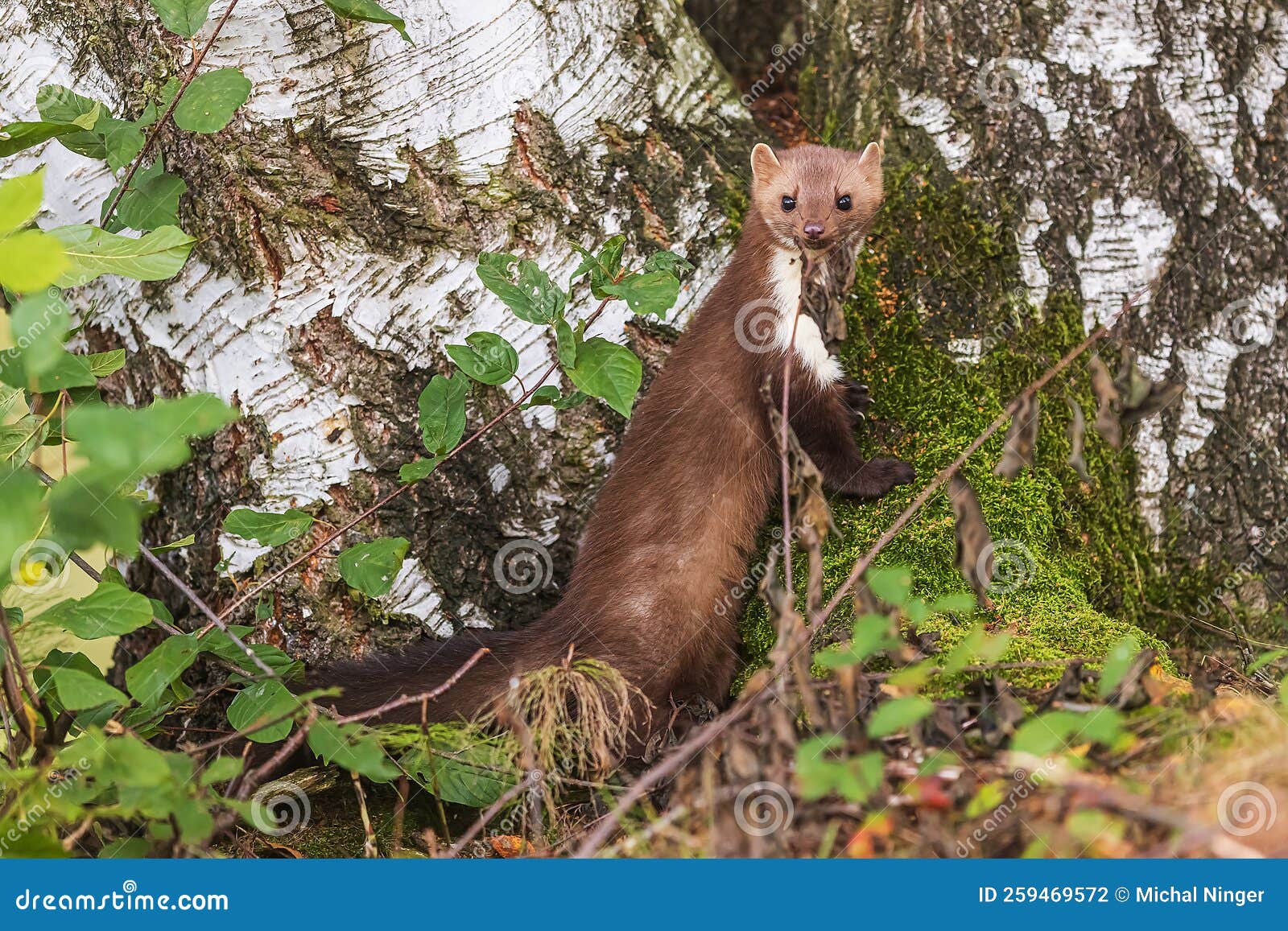 Female Beech Marten Martes Foina Next To the Birch Tree Stock Photo ...