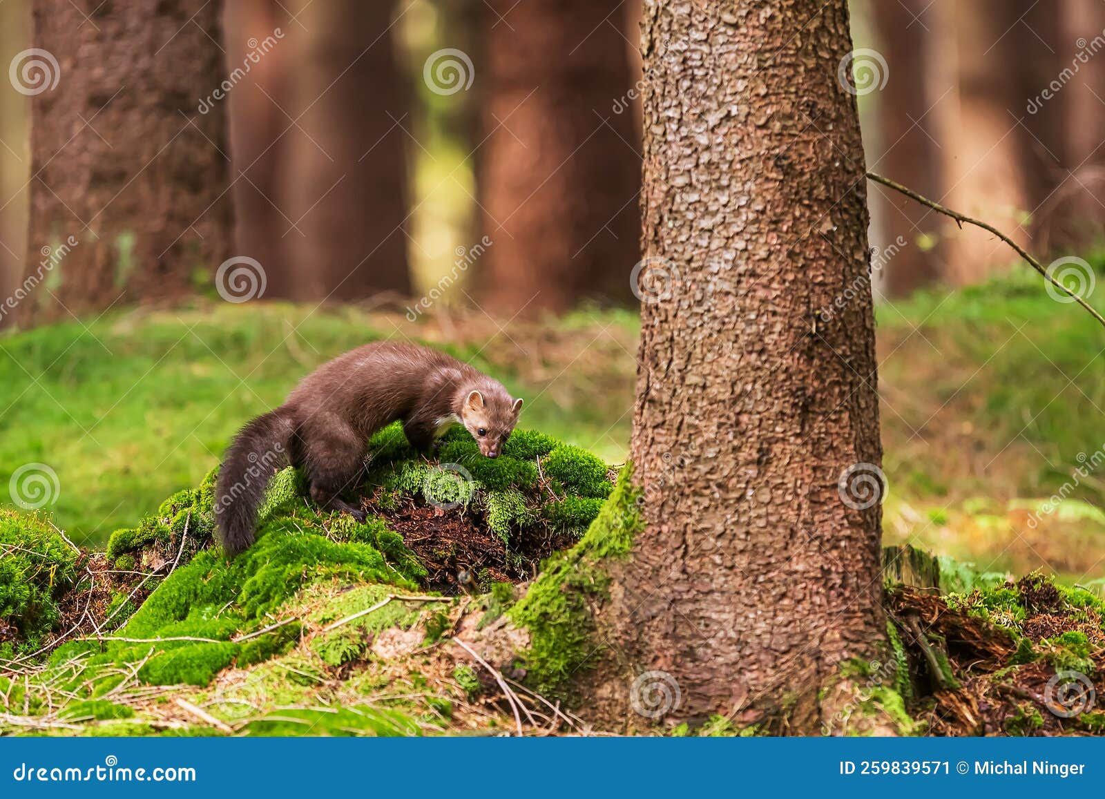 Female Beech Marten Martes Foina, Also Known As The Stone Marten Is In ...