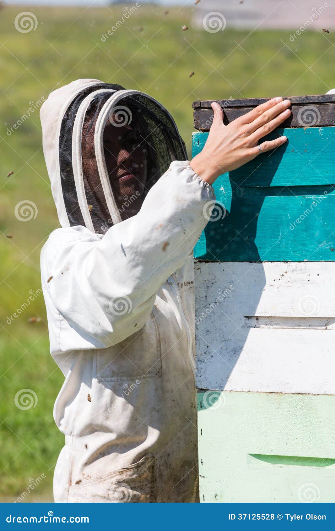 Female Beekeeper Working at Apiary Stock Photo - Image of people, crate ...