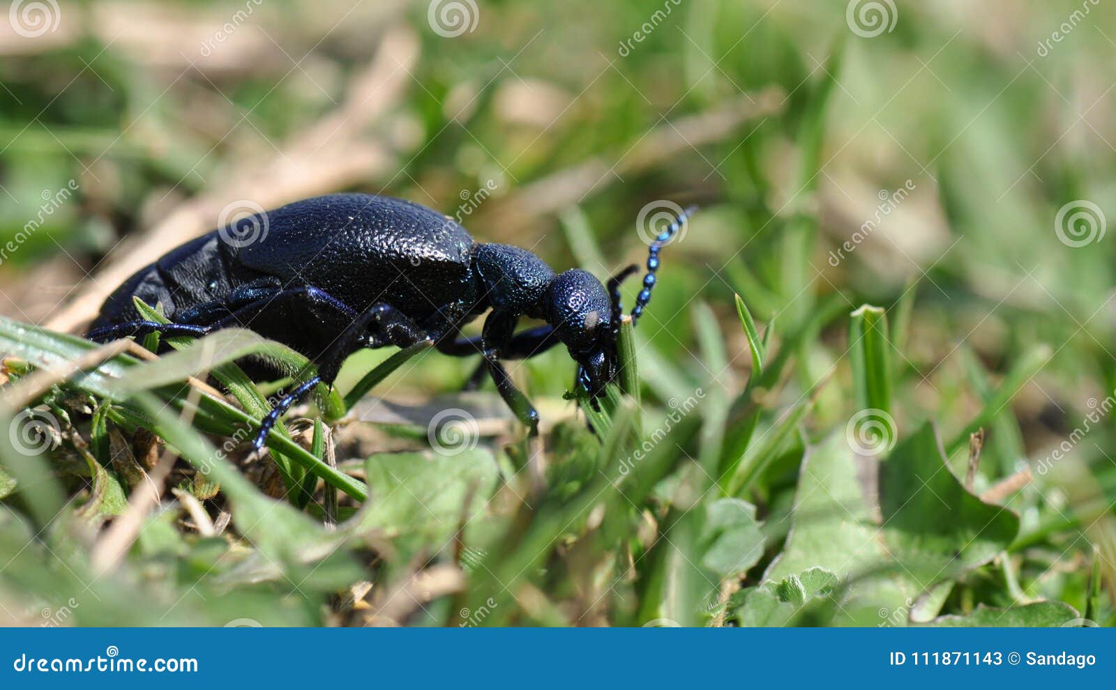 Female beetle stock image. Image of curiosity, stag - 111871143