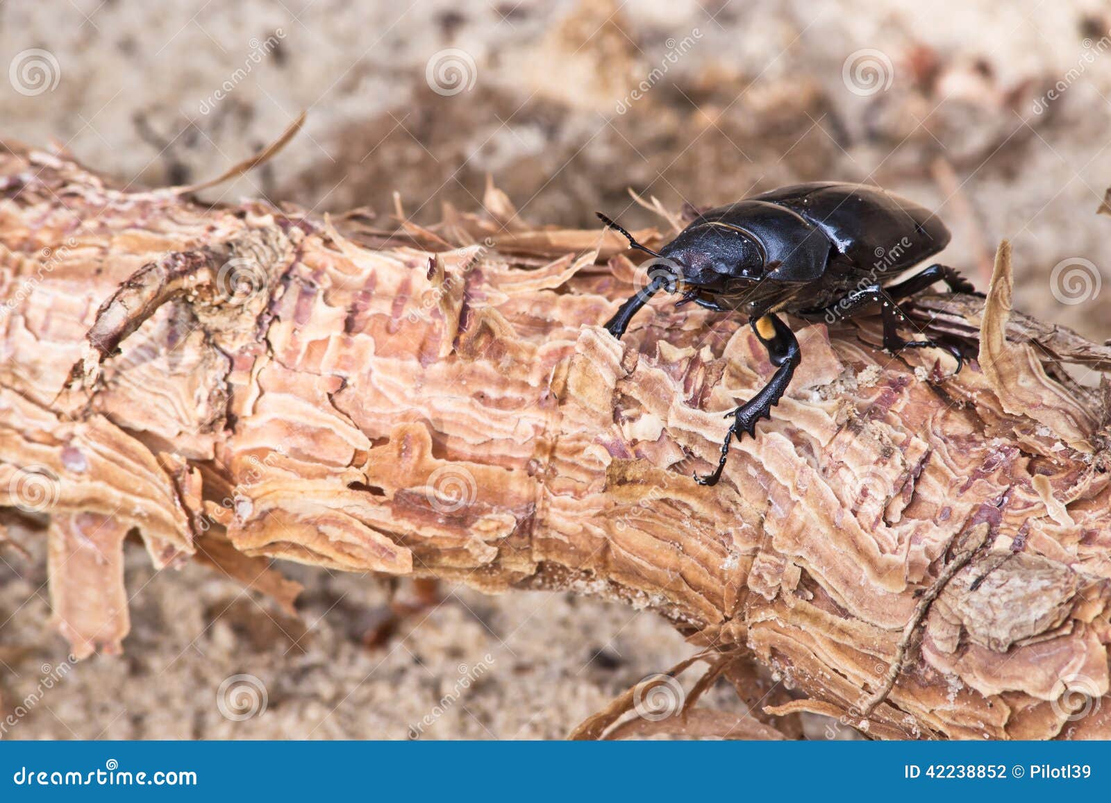Female of beetle stock photo. Image of insect, posture - 42238852