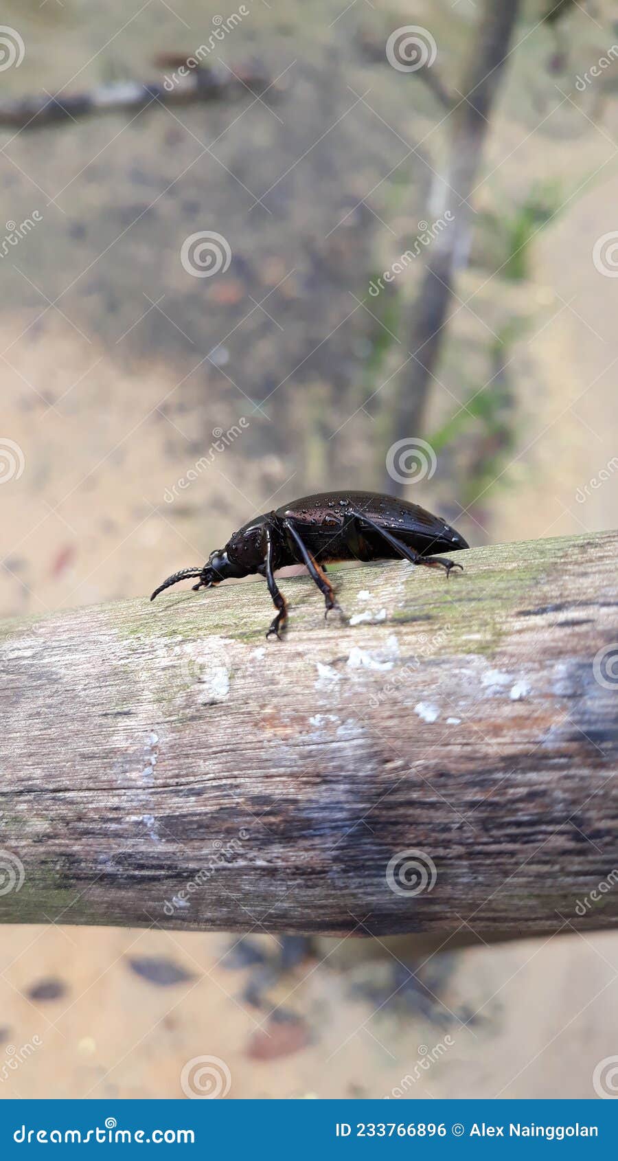Female beetle in the wood stock photo. Image of wildlife - 233766896