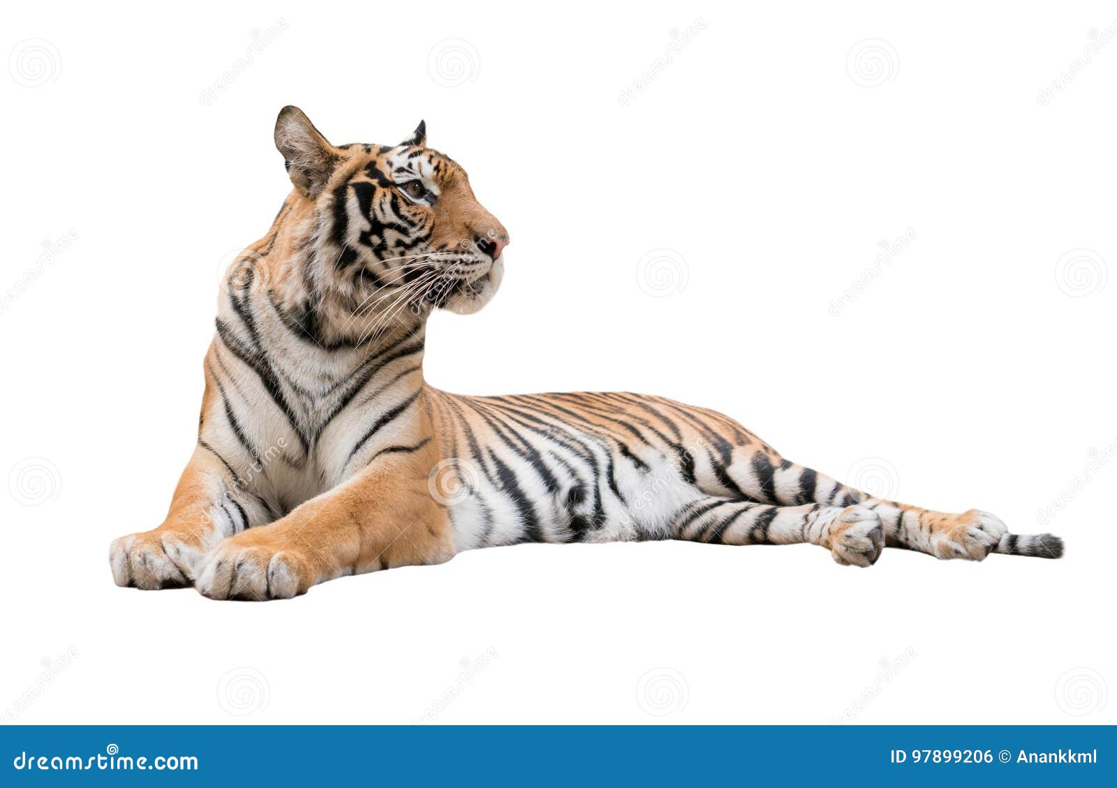 Female Bengal Tiger Isolated Stock Photo - Image of color, asia: 97899206