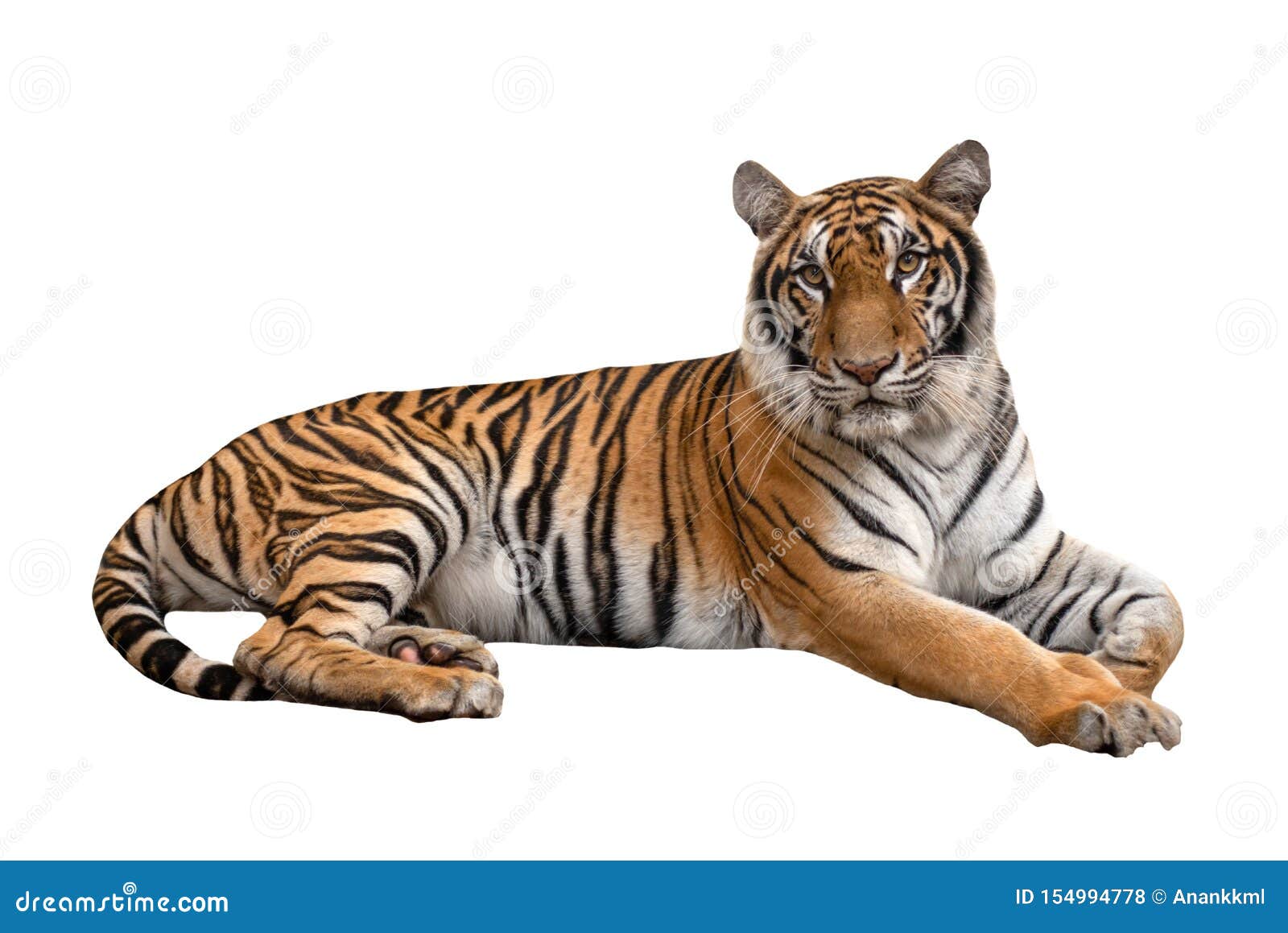 Female Bengal Tiger Lying Isolated Stock Photo - Image of lying ...