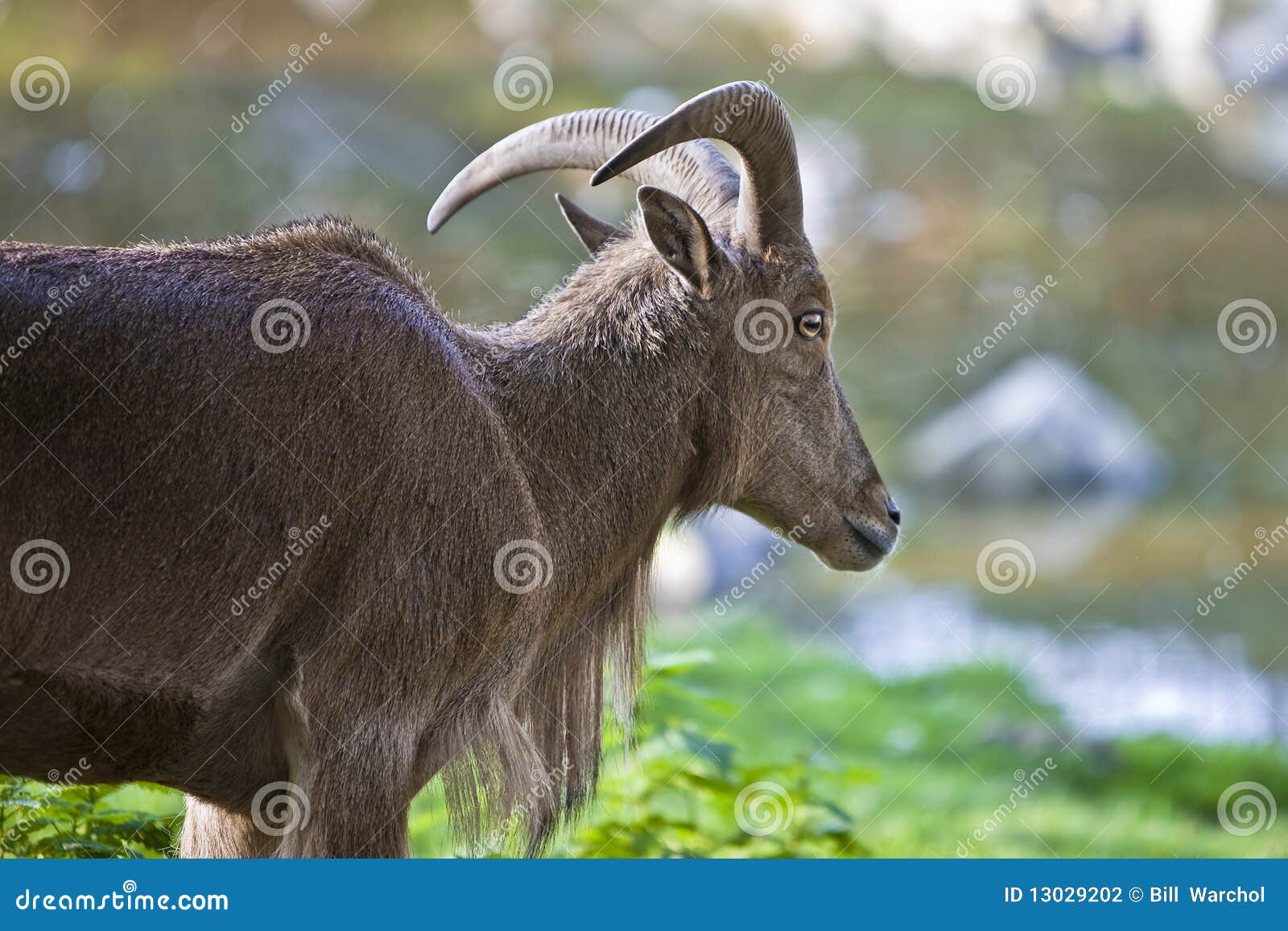 Female Bighorn Sheep stock photo. Image of antlers, nature - 13029202