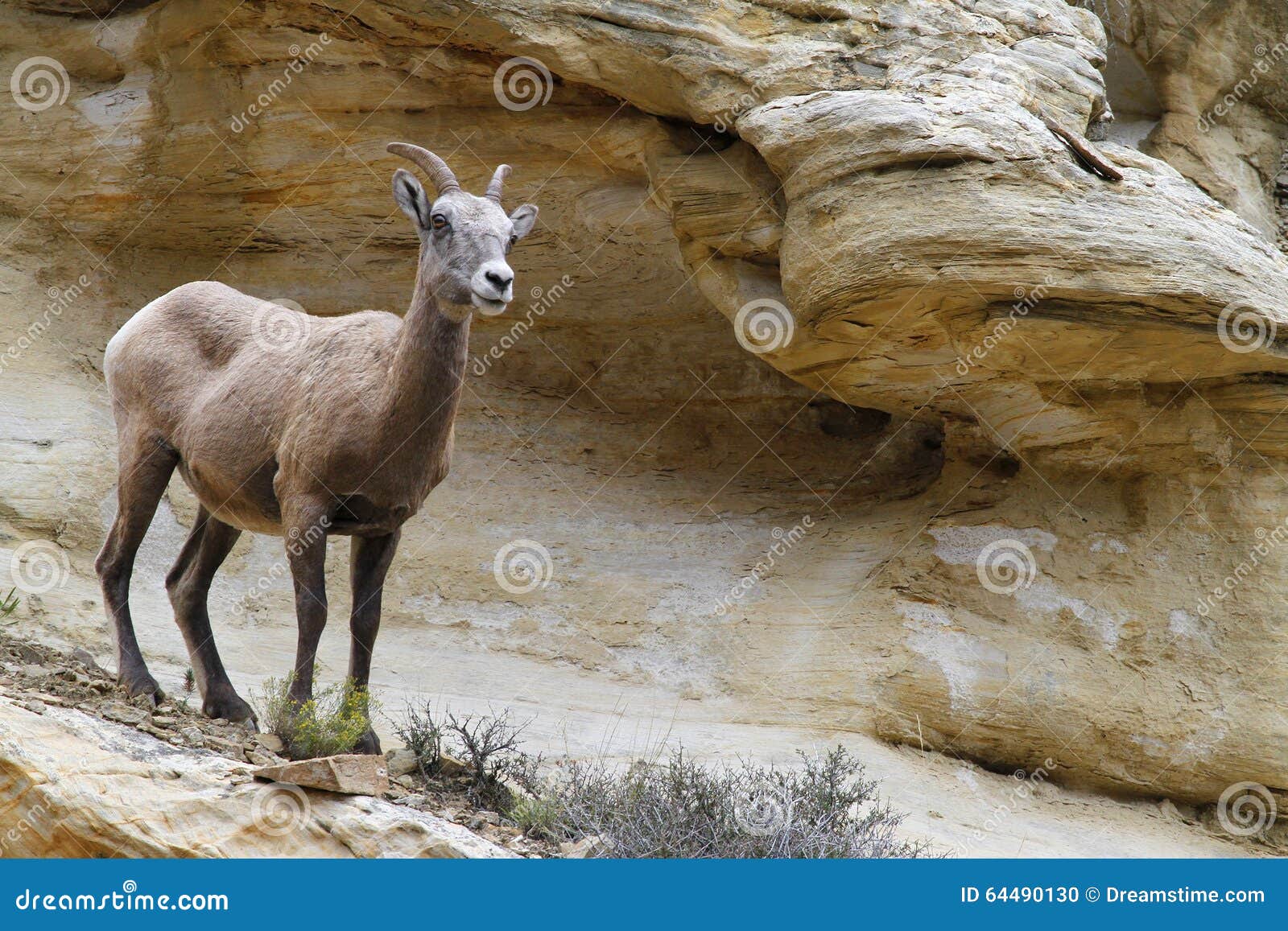 Female Bighorn Sheep Standing on a Cliff Stock Photo - Image of ...