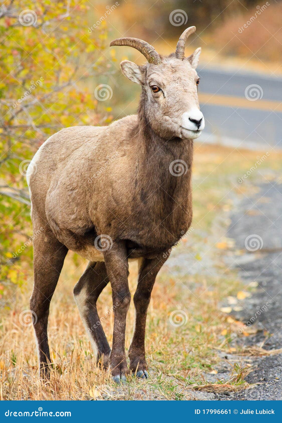 Female Bighorn Sheep Standing by Road Stock Image - Image of park ...
