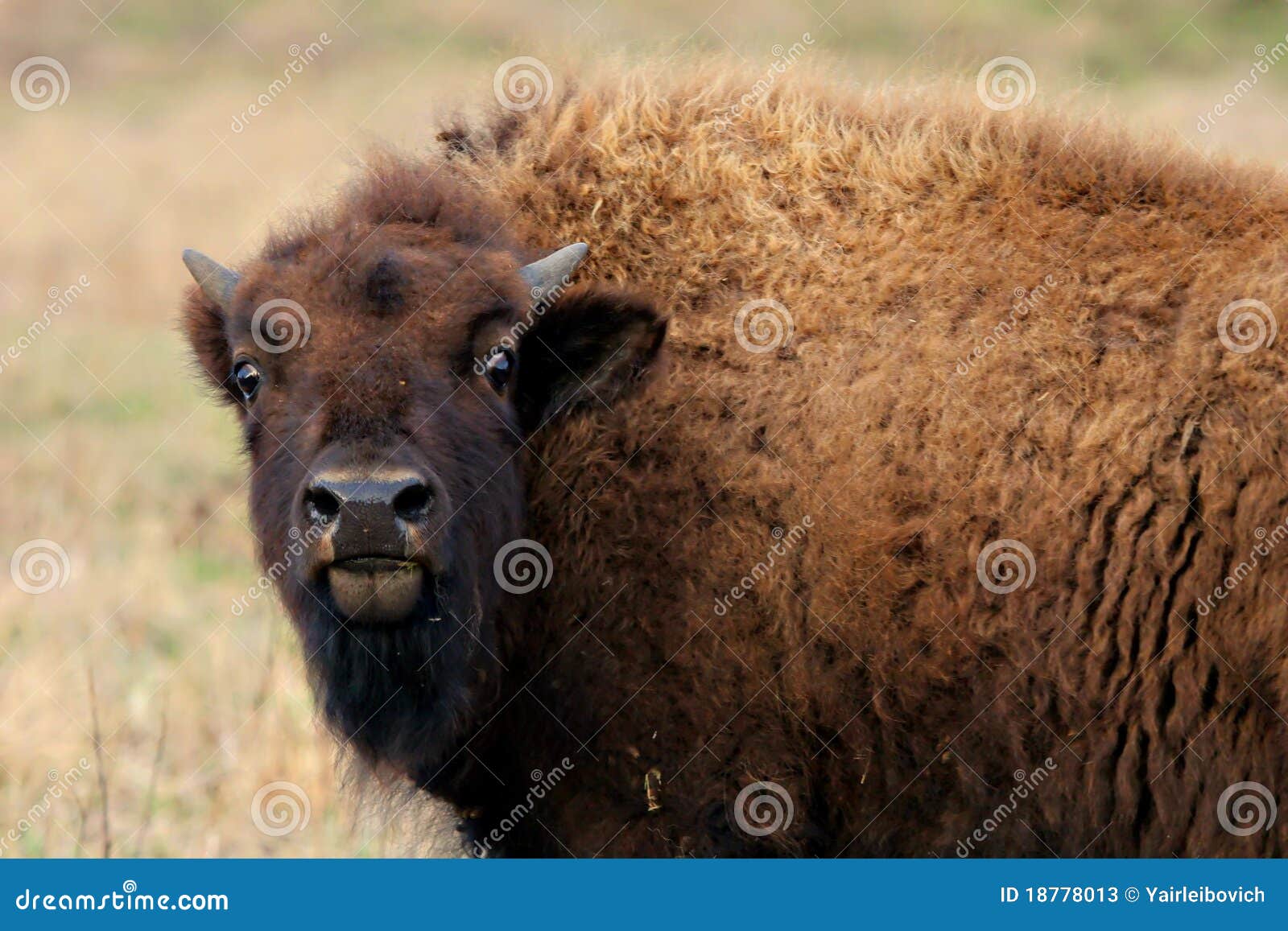 Female bison stock image. Image of herd, field, american - 18778013