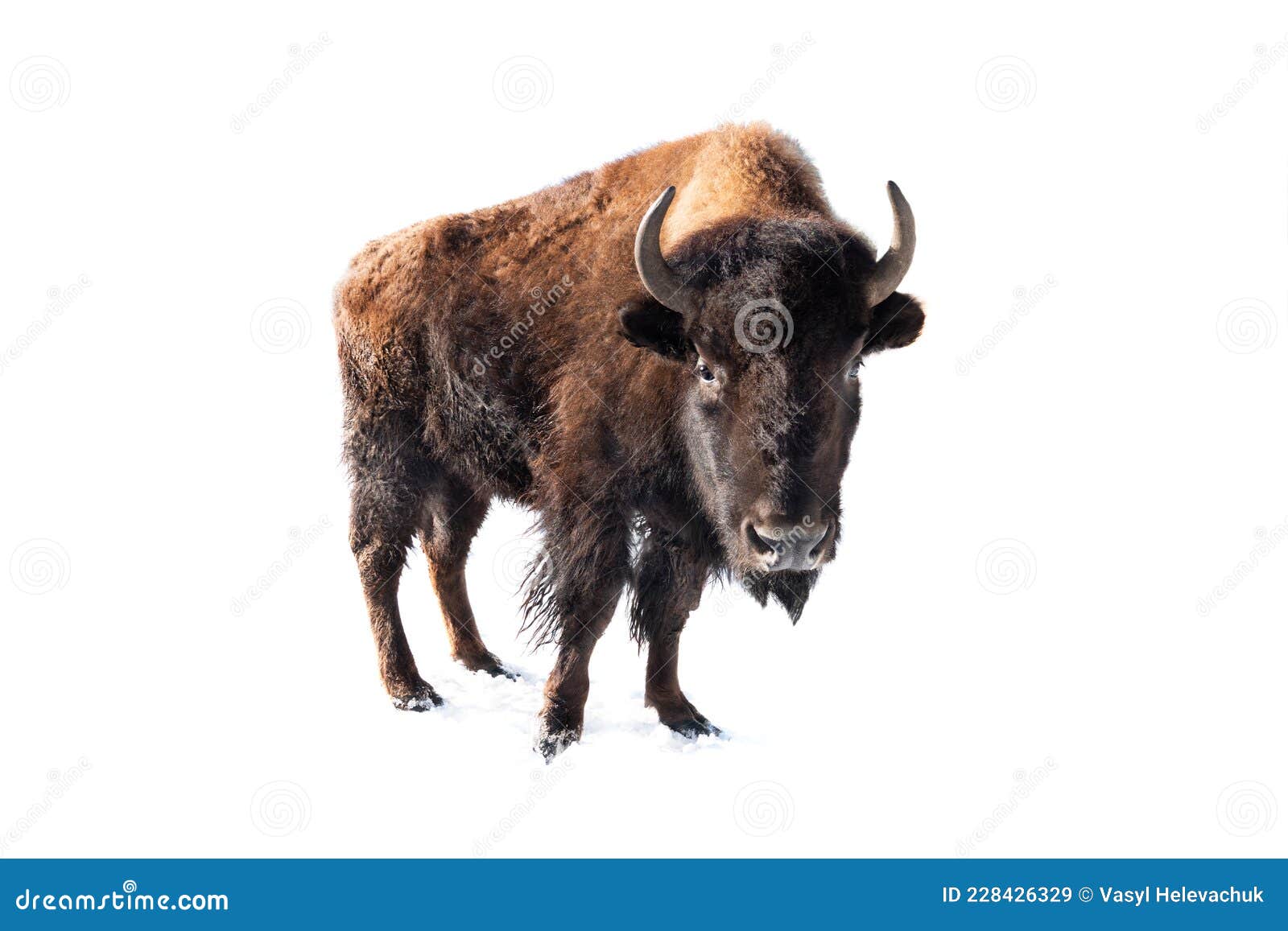 Female Bison With Calf And Cowbirds On Her Back. Stock Photo ...
