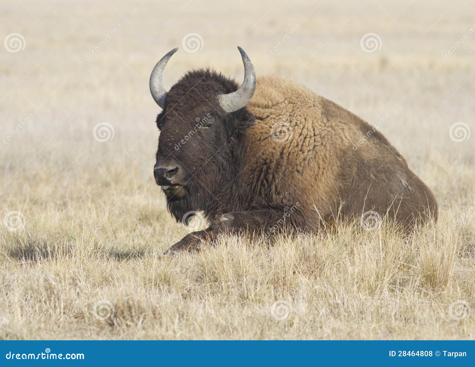 Female Bison Resting in Autumn Steppe. Stock Photo - Image of bison ...