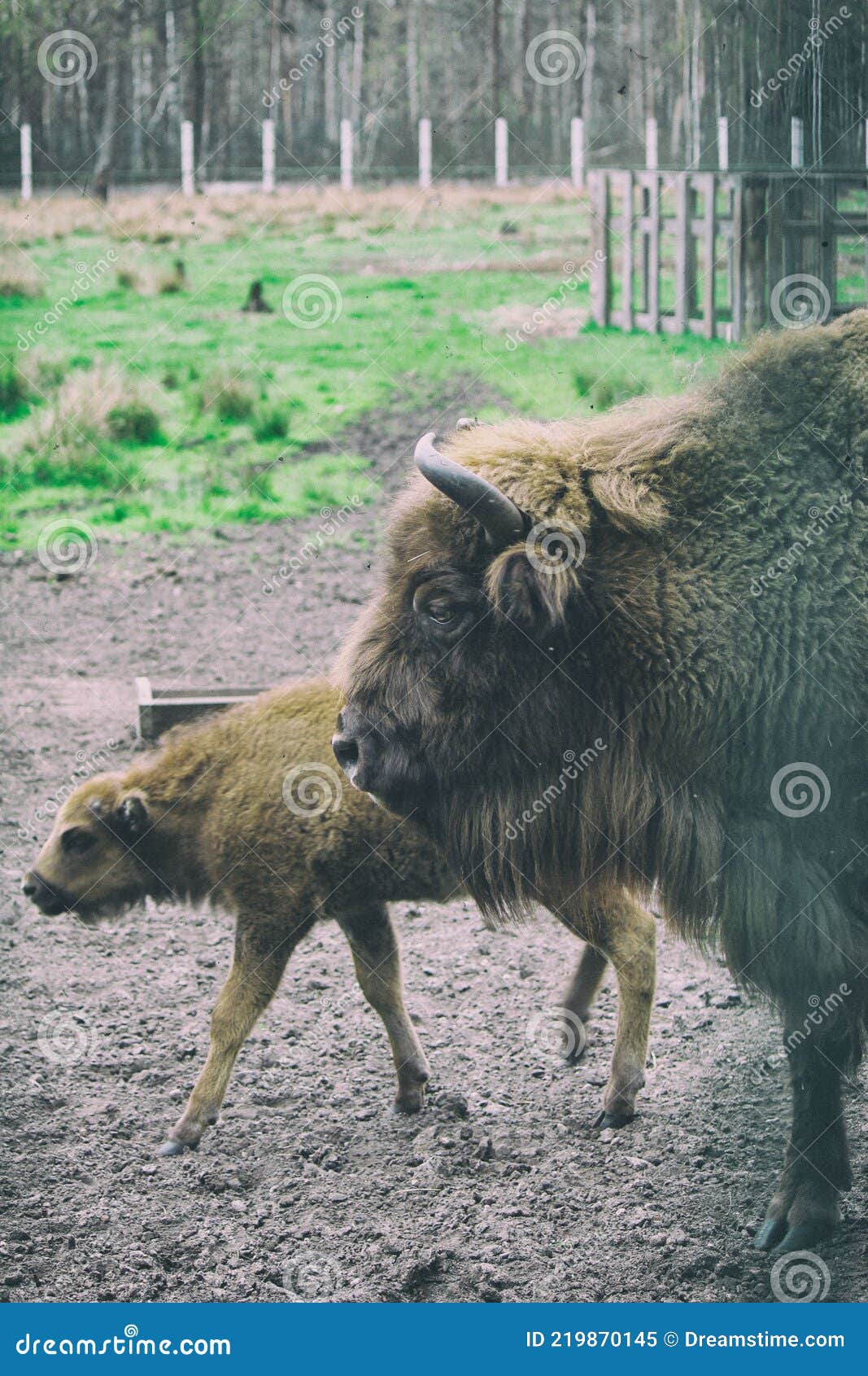 A Female Bison with a Small Cub Standing Behind Her Back Stock Image ...