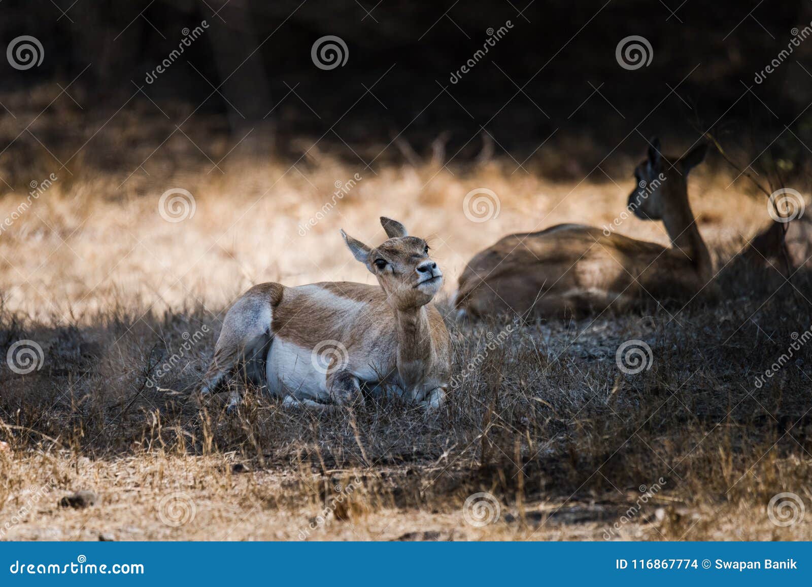 Female black-bucks resting stock photo. Image of black - 116867774