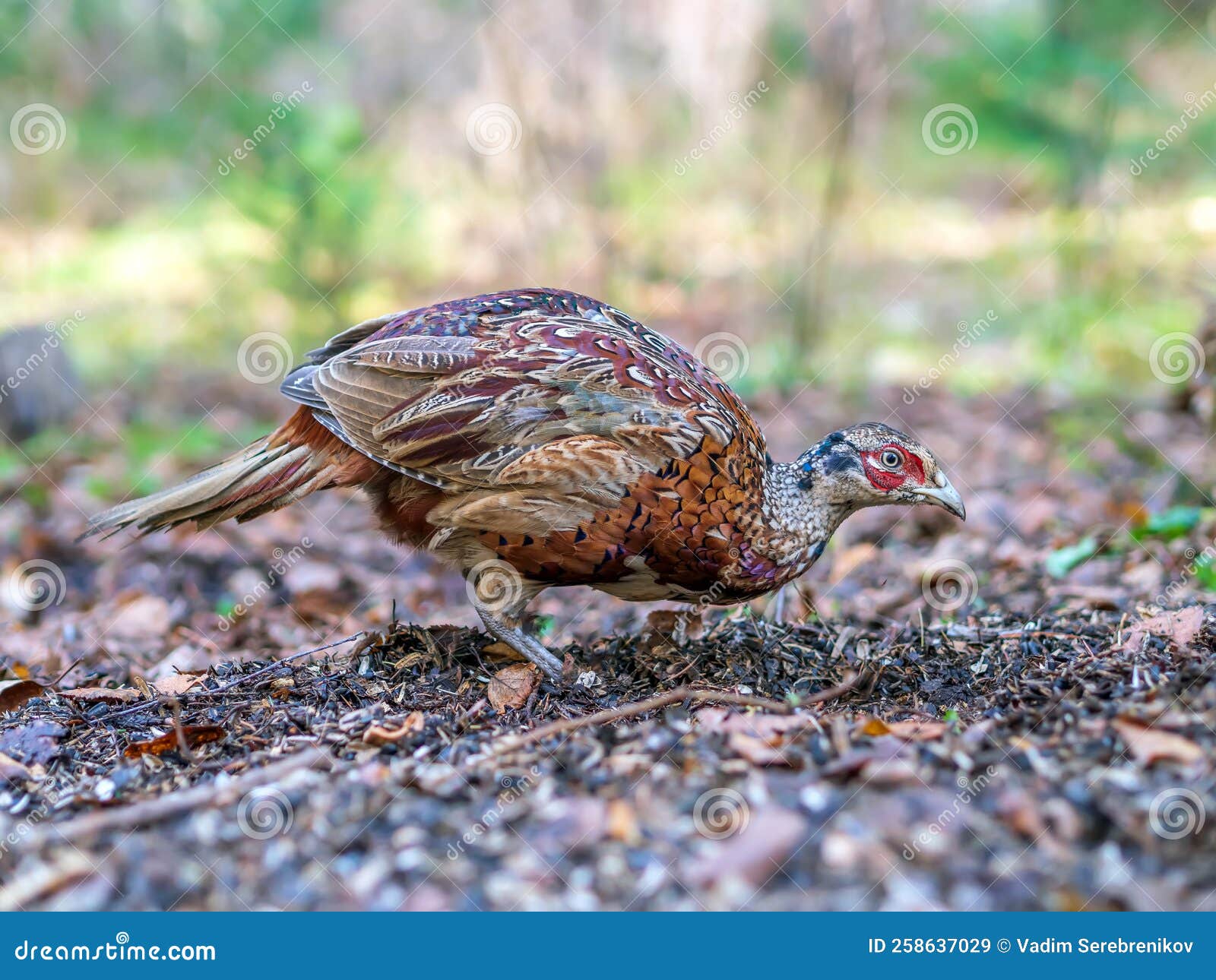 Female of Black Grouse in the Autumn Forest. Close-up Stock Image ...
