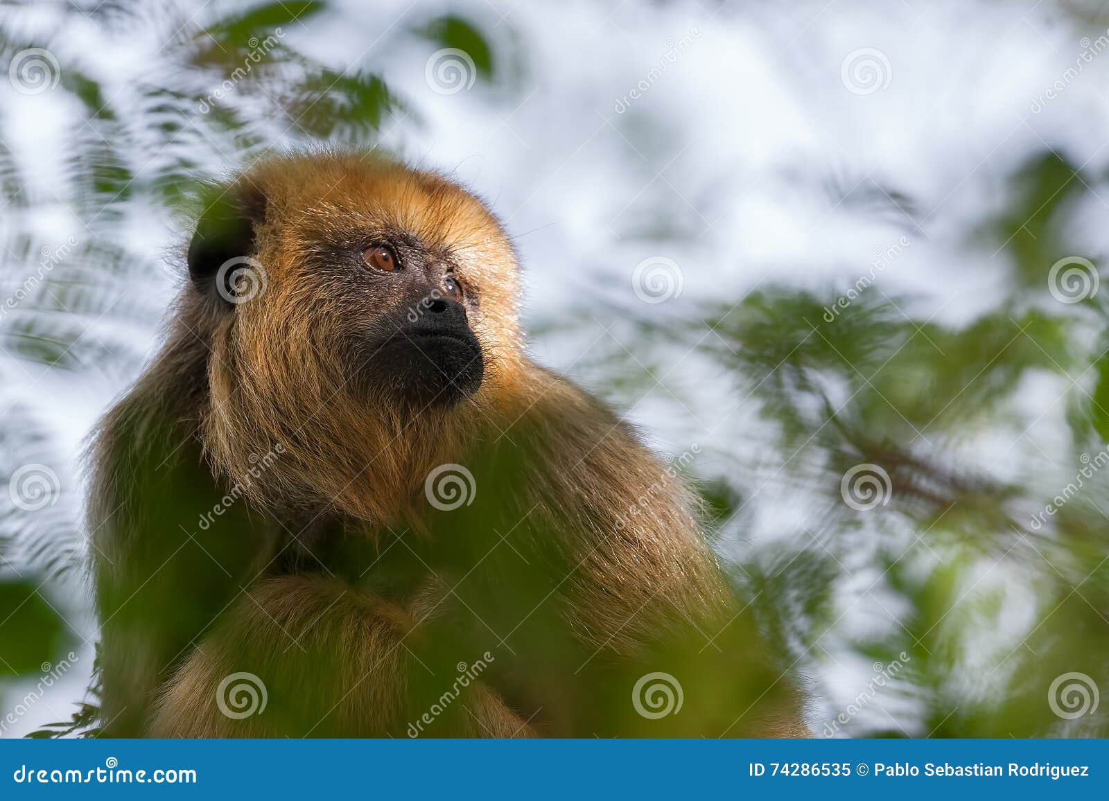Female of Black Howler Monkey Stock Image - Image of tropical, wildlife ...