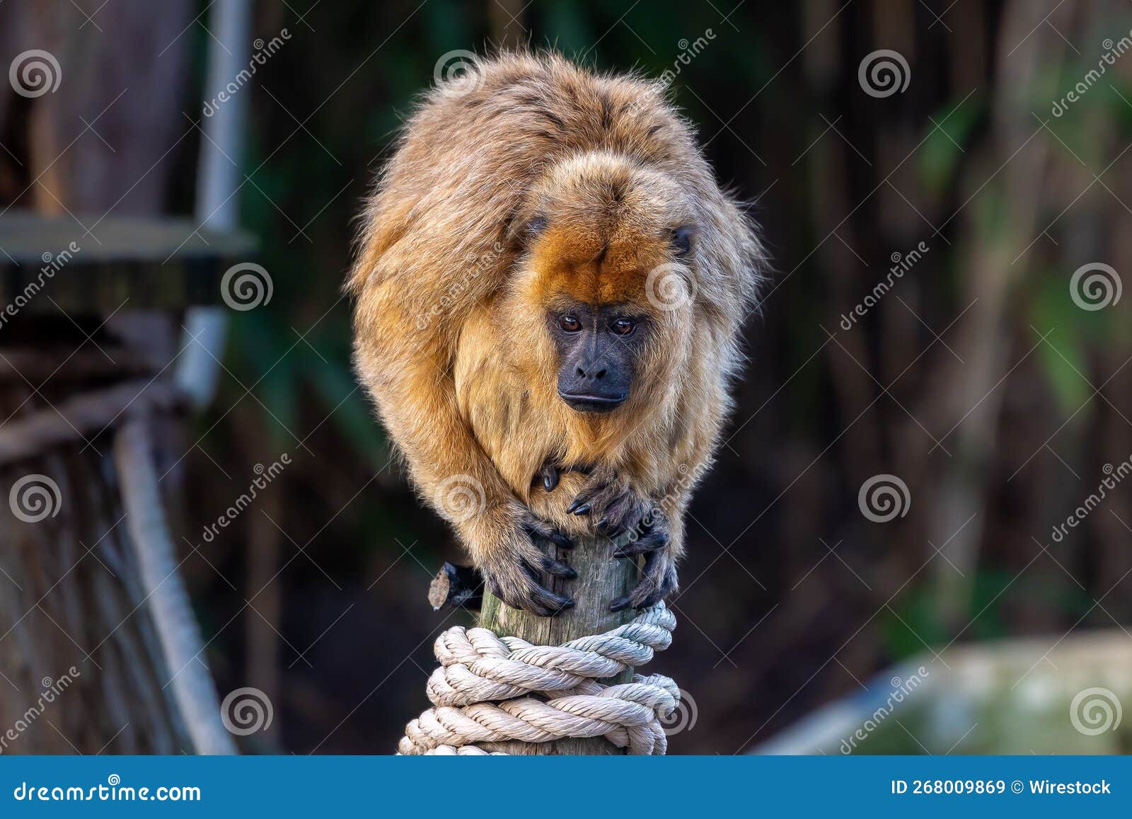 Female Black Howler Monkey Sitting on a Wooden Pole Stock Image - Image ...