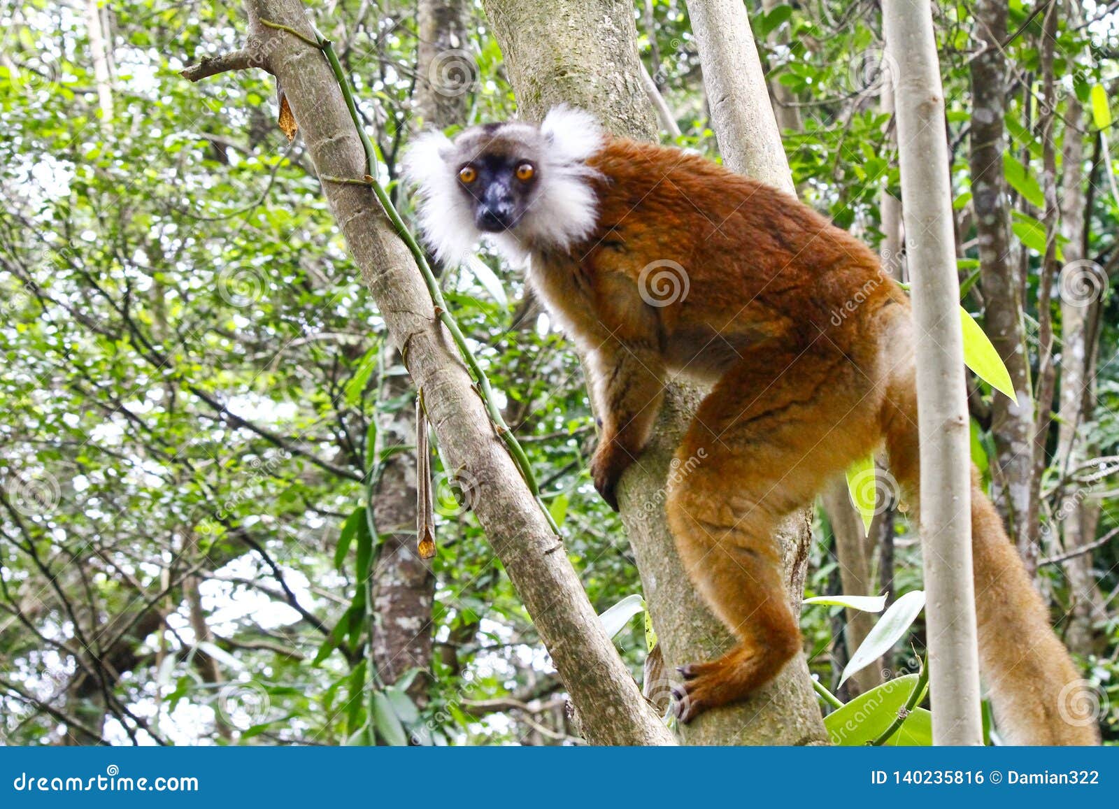 Female Black Lemur, Eulemur Macaco Macaco, Madagascar Stock Photo ...