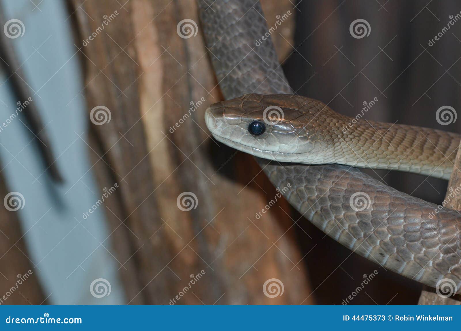 Female black mamba stock image. Image of tree, scales - 44475373