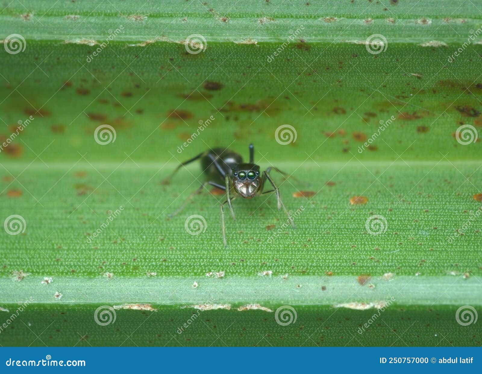 Female Black Mimic Ant Spider on the Leaf Stock Photo - Image of small ...