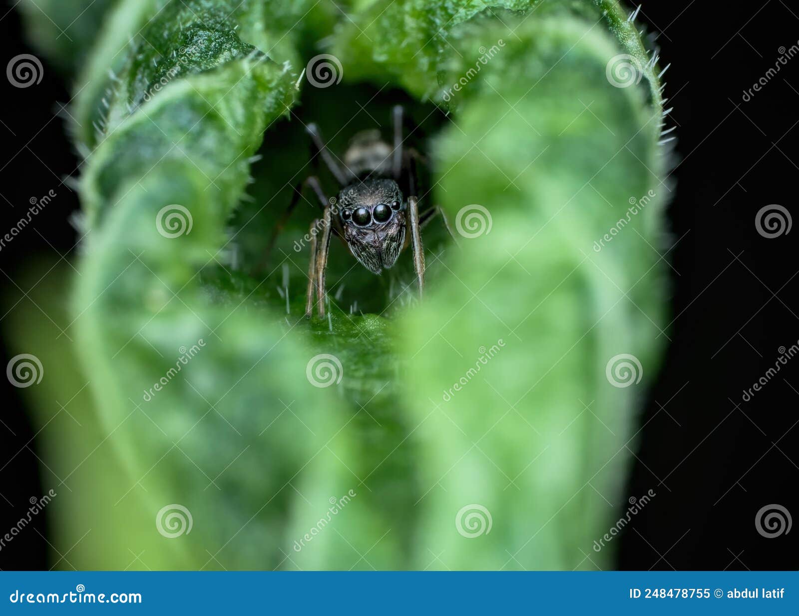 Black Ant Mimic Jumping Spider, Myrmarachne Stock Photo | CartoonDealer ...