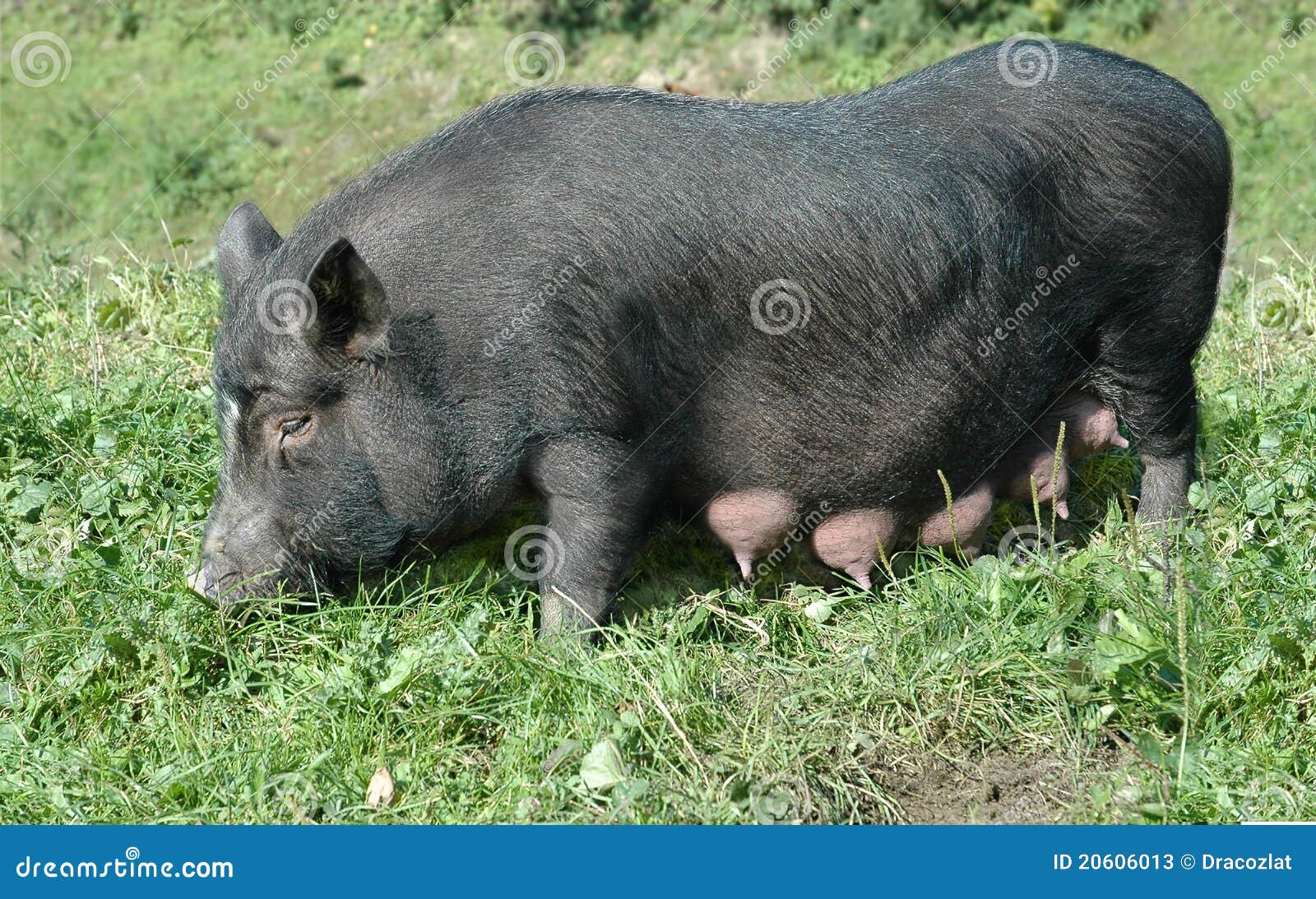 Female black pig stock image. Image of farm, snout, swine - 20606013