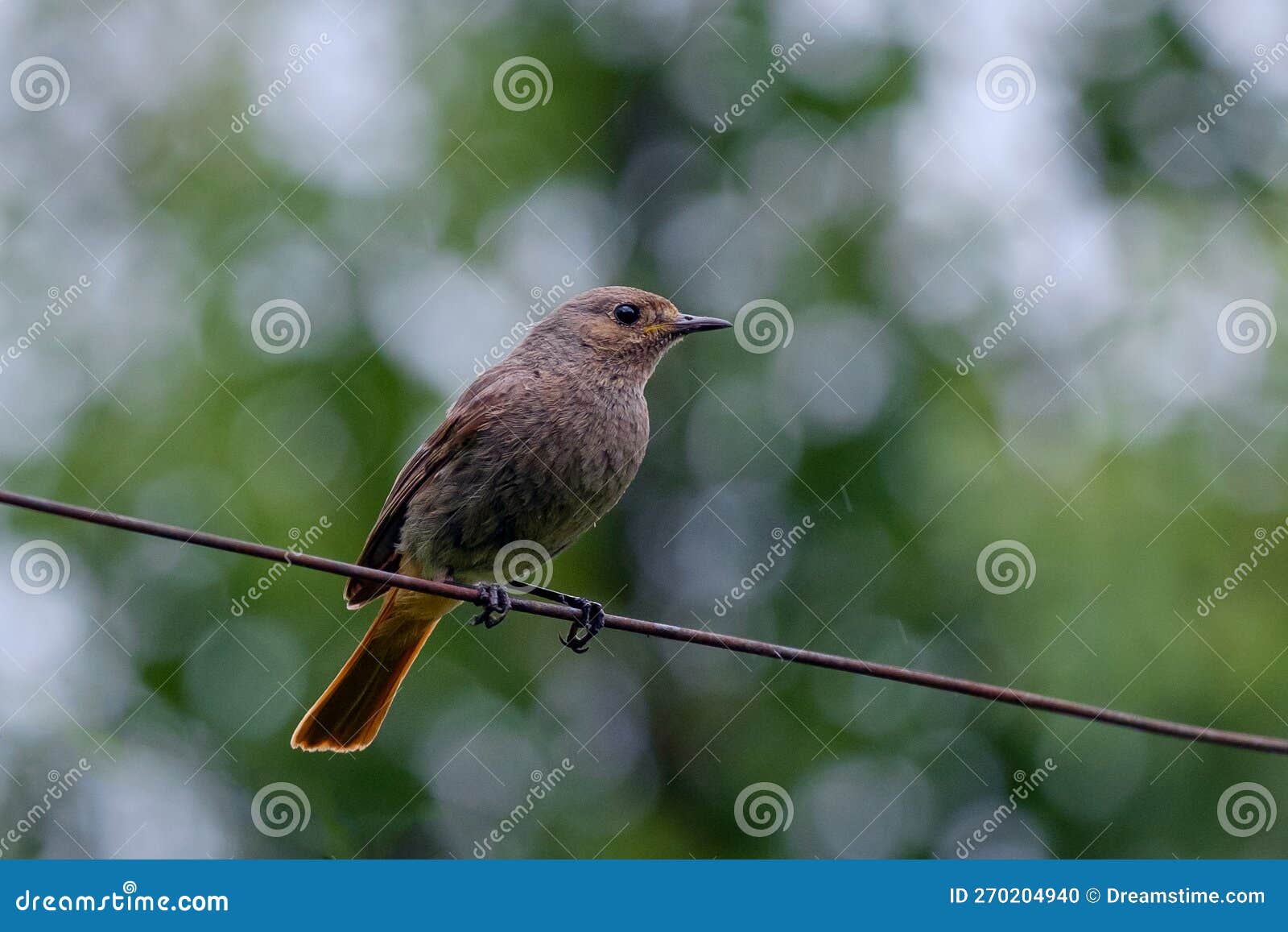 Female Black redstart stock photo. Image of bird, animal - 270204940