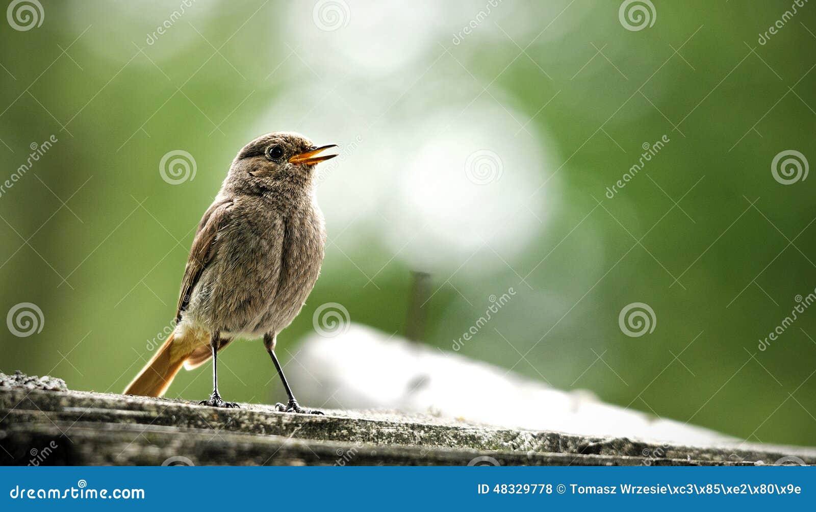 Female Black Redstart stock photo. Image of parent, vertical - 48329778