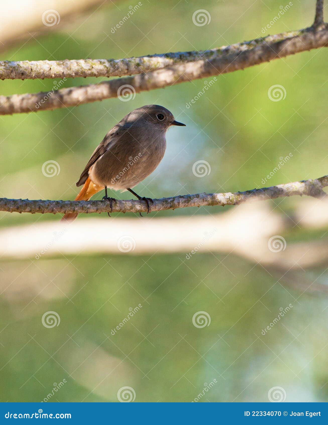 A Female Black Redstart on a Twig Stock Photo - Image of black, animals ...