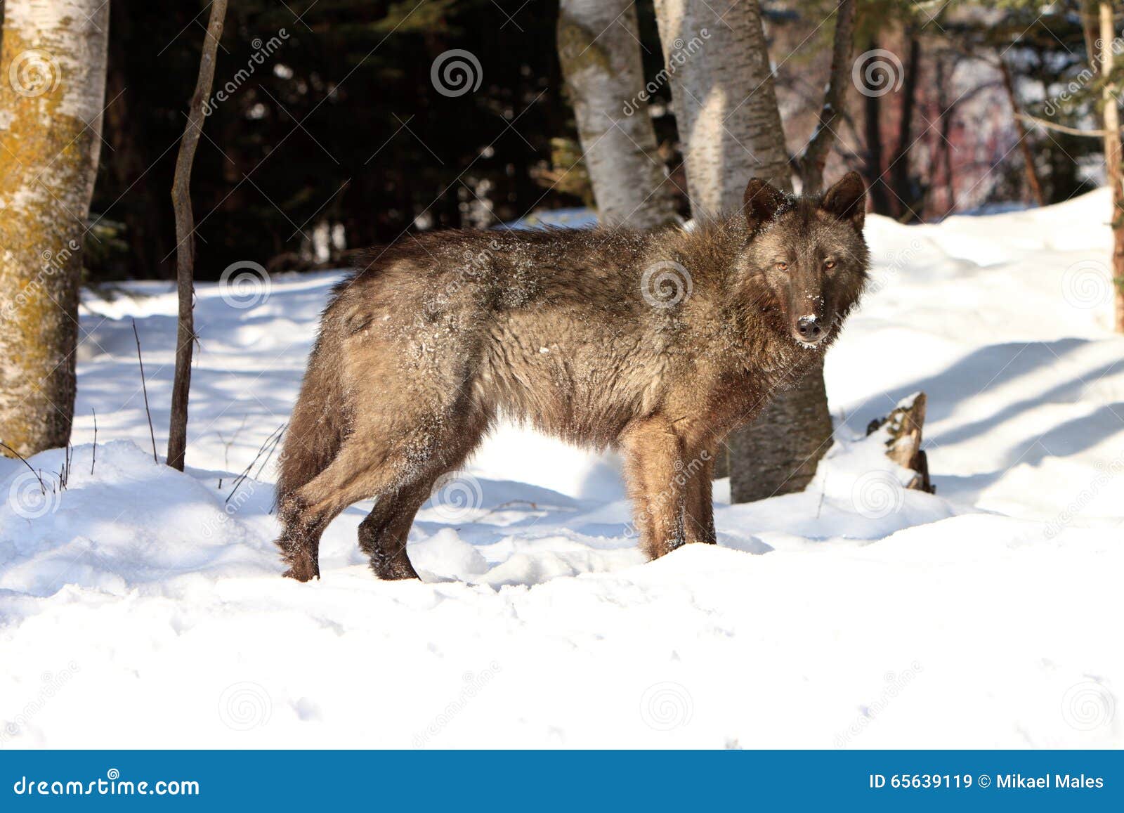 Female Timber Wolf Canis Lupus And Pups Royalty-Free Stock Photo ...