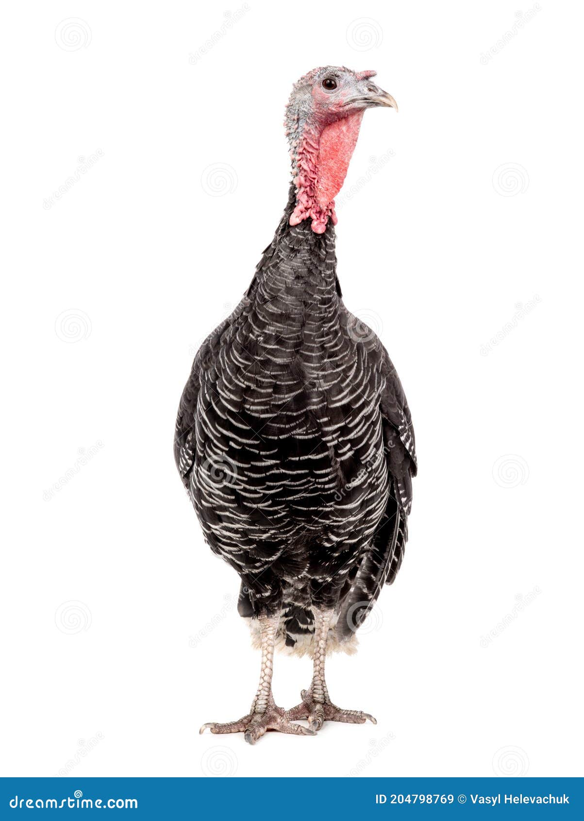 Female Black Turkey Isolated on White Stock Image - Image of meat ...