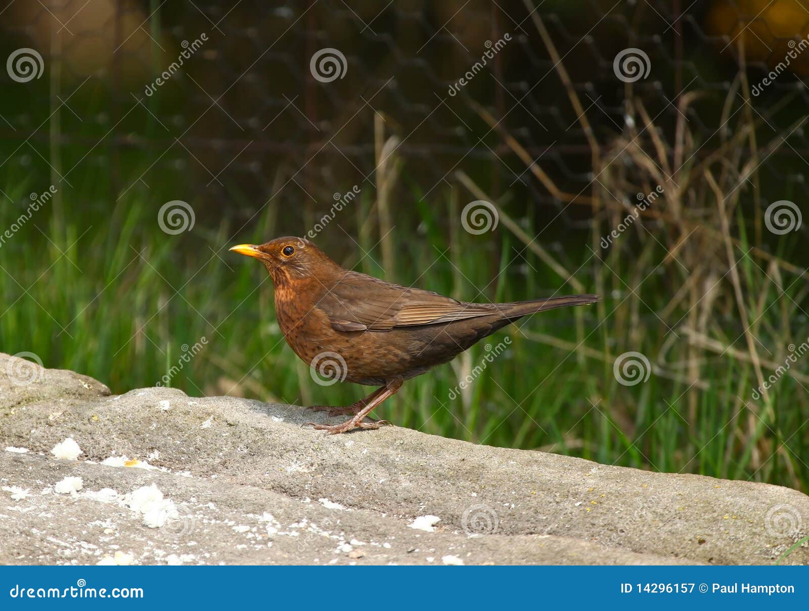Female Blackbird stock image. Image of nobody, feathers - 14296157