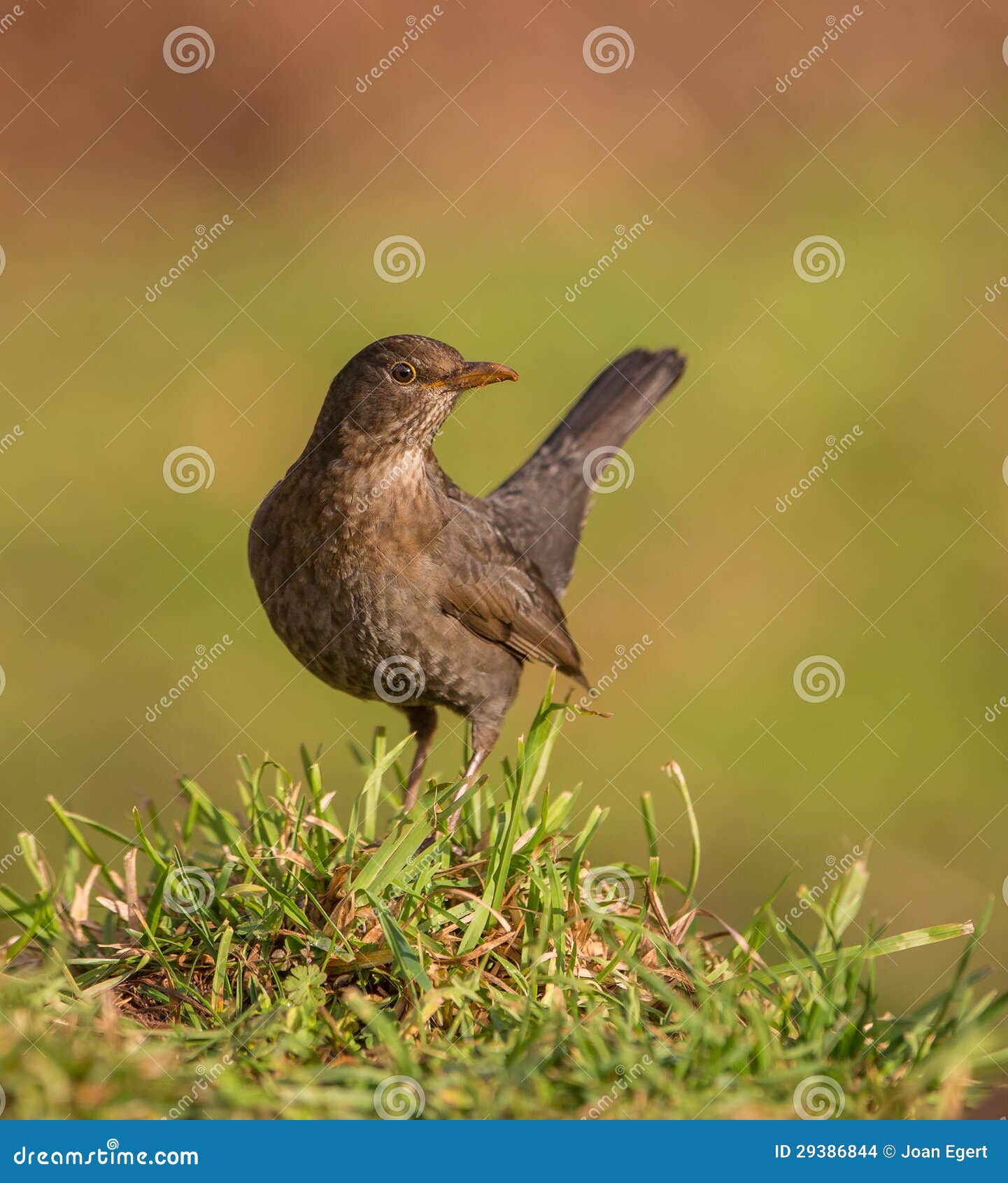 Female Blackbird stock photo. Image of european, plumage - 29386844