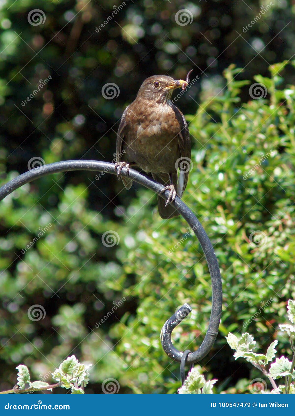Female Blackbird with a Worm Stock Image - Image of feathers, worm ...
