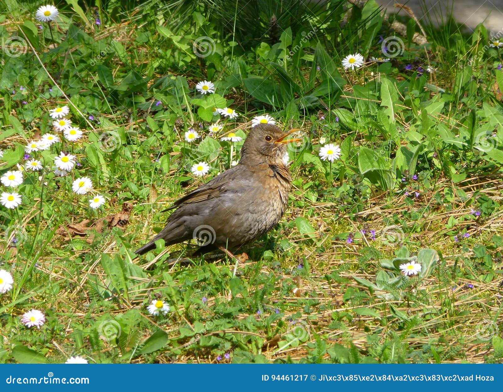 Female Blackbird Sunbathing in the Grass Stock Image - Image of plants ...