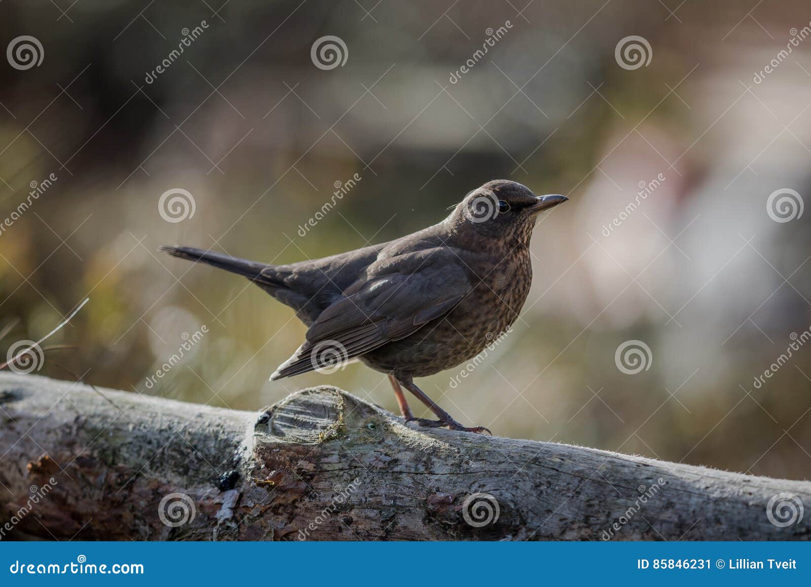 Female Blackbird - Turdus Merula Stock Image - Image of birdwatching ...