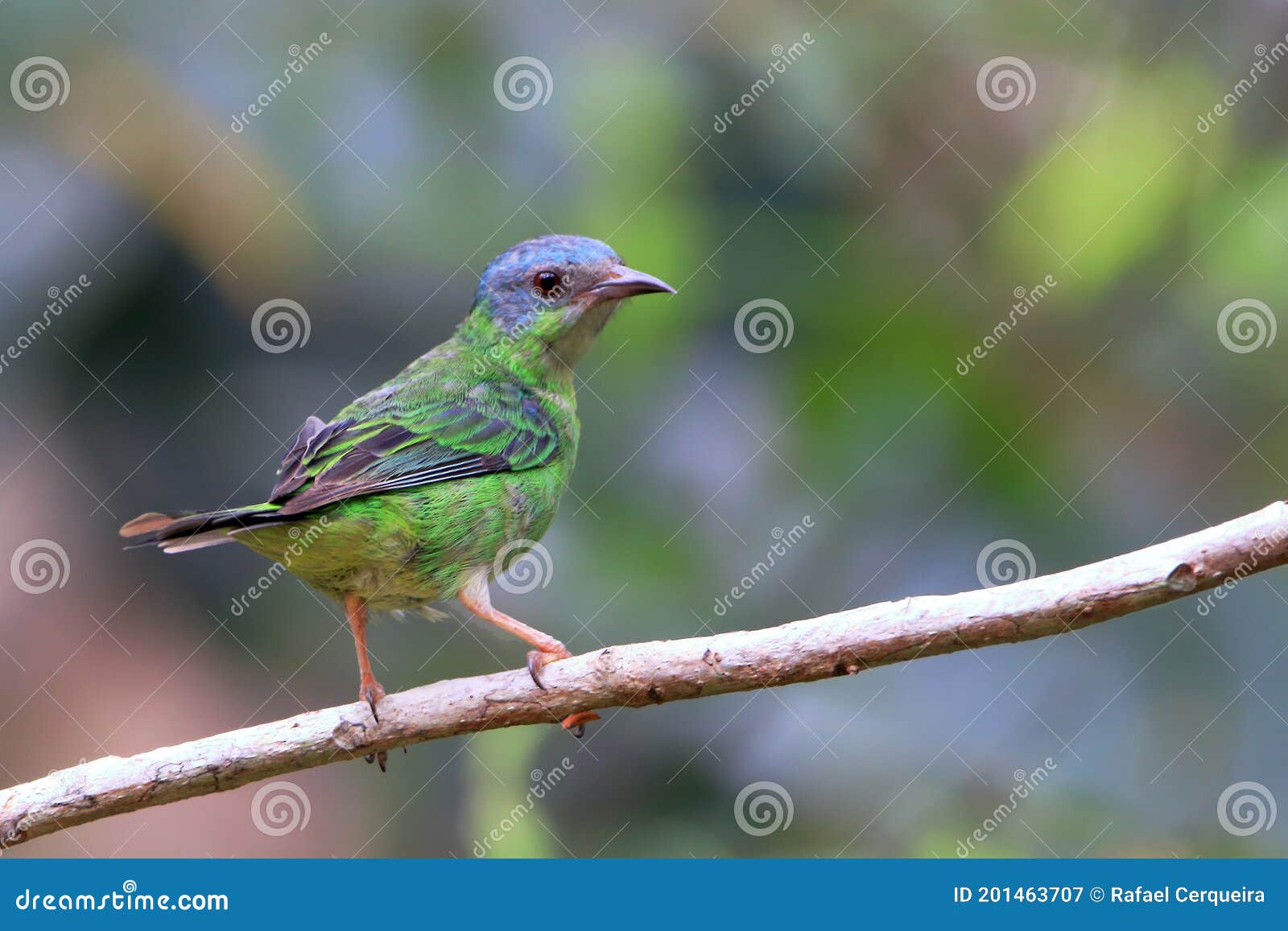 Female of a Blue Dacnis Dacnis Cayana Perched on a Branch Stock Image ...