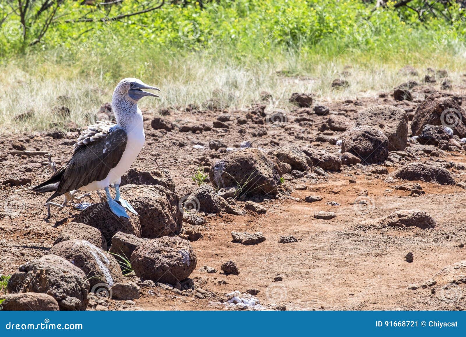 A Female Blue Footed Booby stock image. Image of birds - 91668721