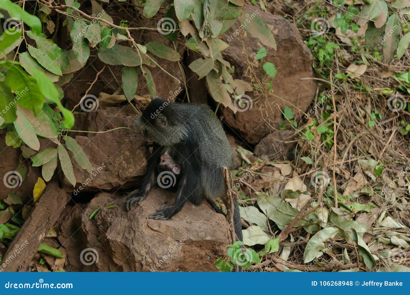 Blue monkey with her young stock photo. Image of primate - 106268948