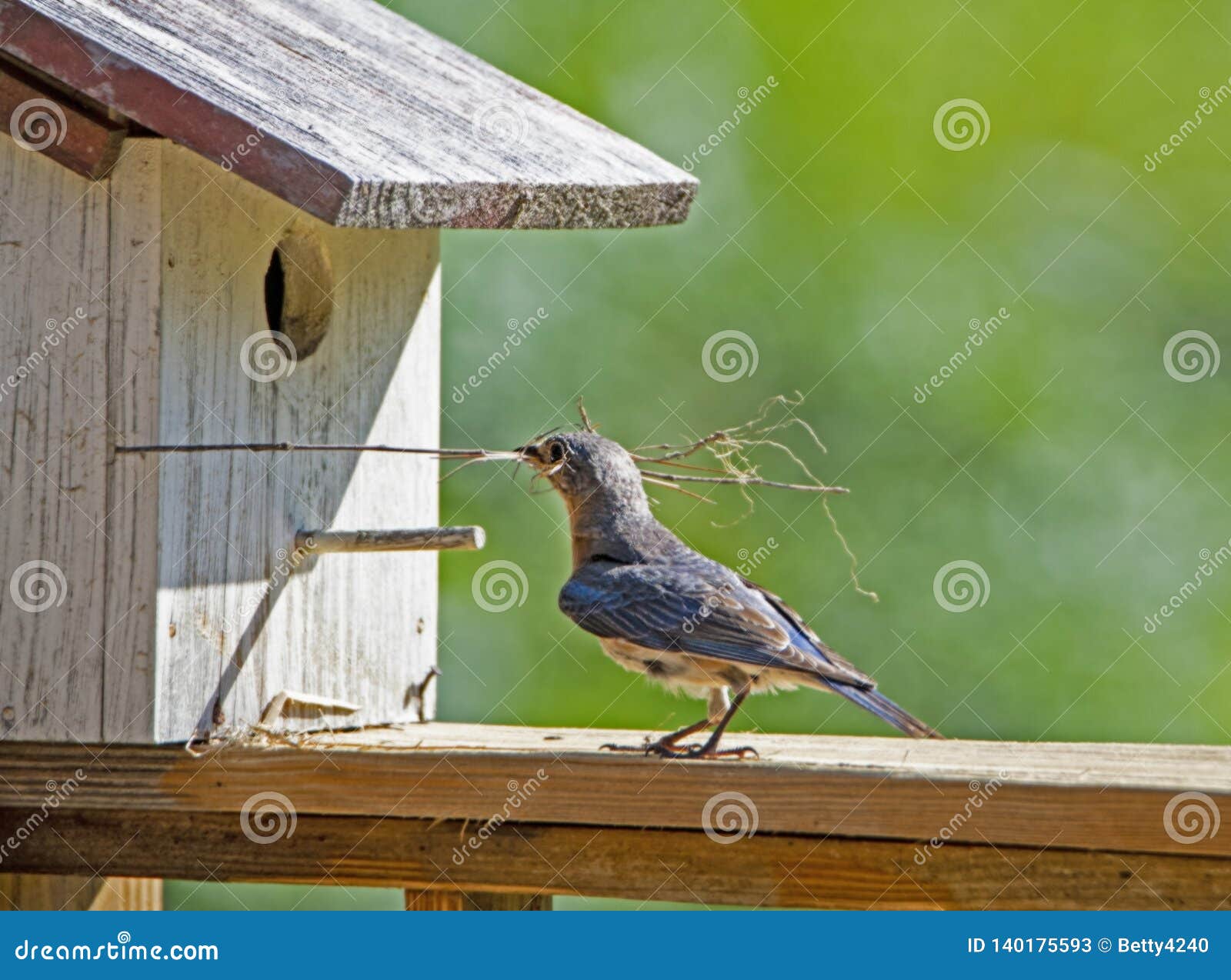 A Female Bluebird Flies into Her Nest Box. Stock Image - Image of fauna ...