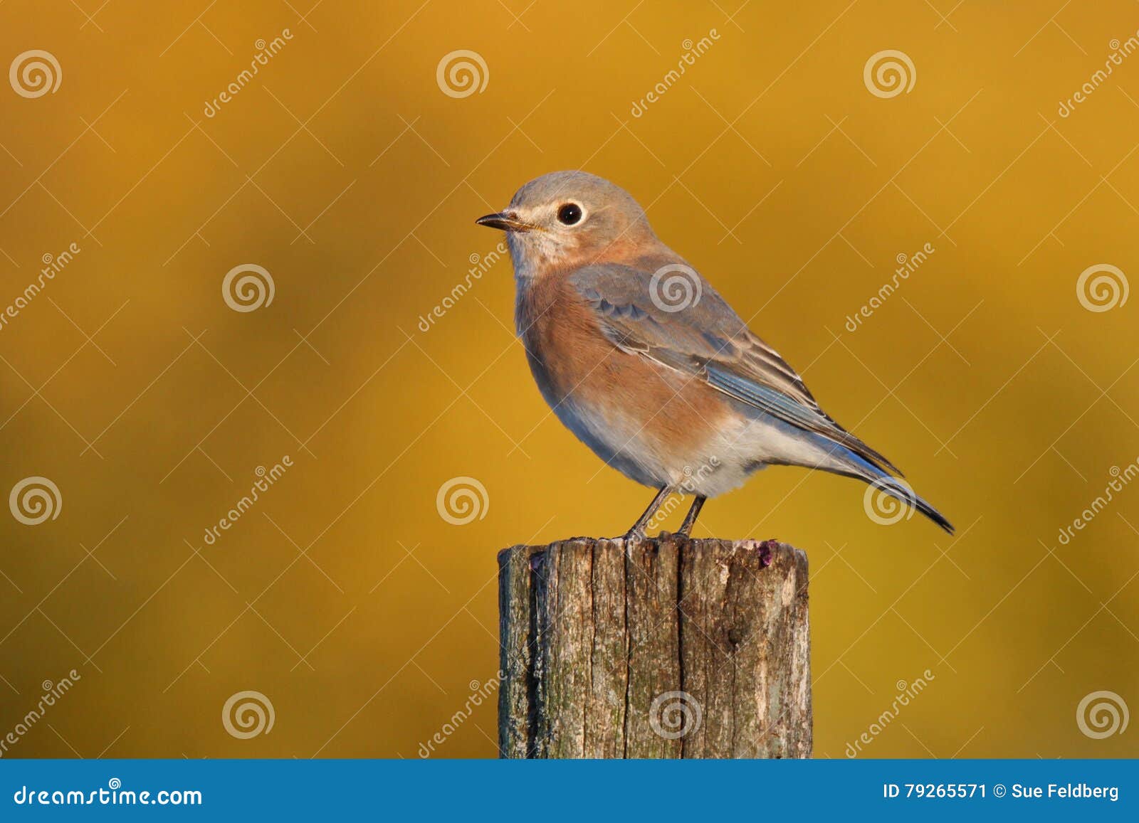 Female Bluebird in Fall stock image. Image of perching - 79265571