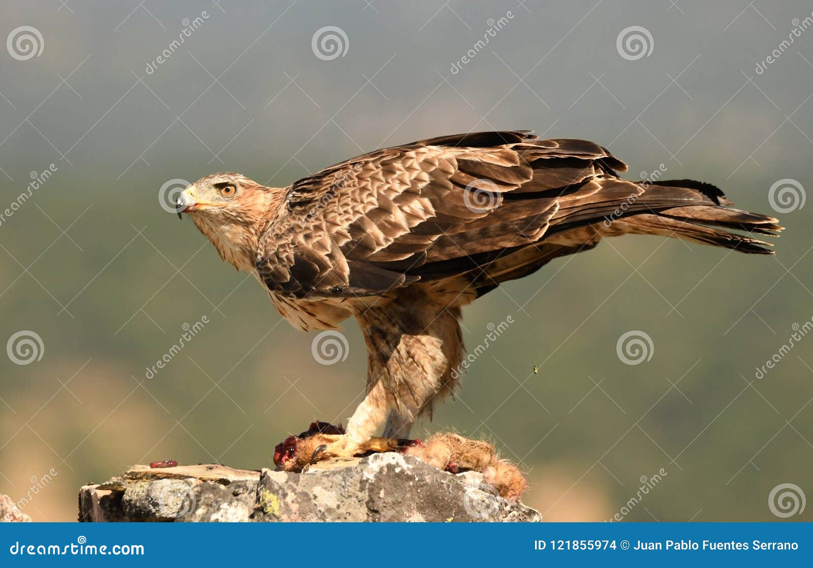 Bonelli`s eagle stock photo. Image of ground, adult - 121855974
