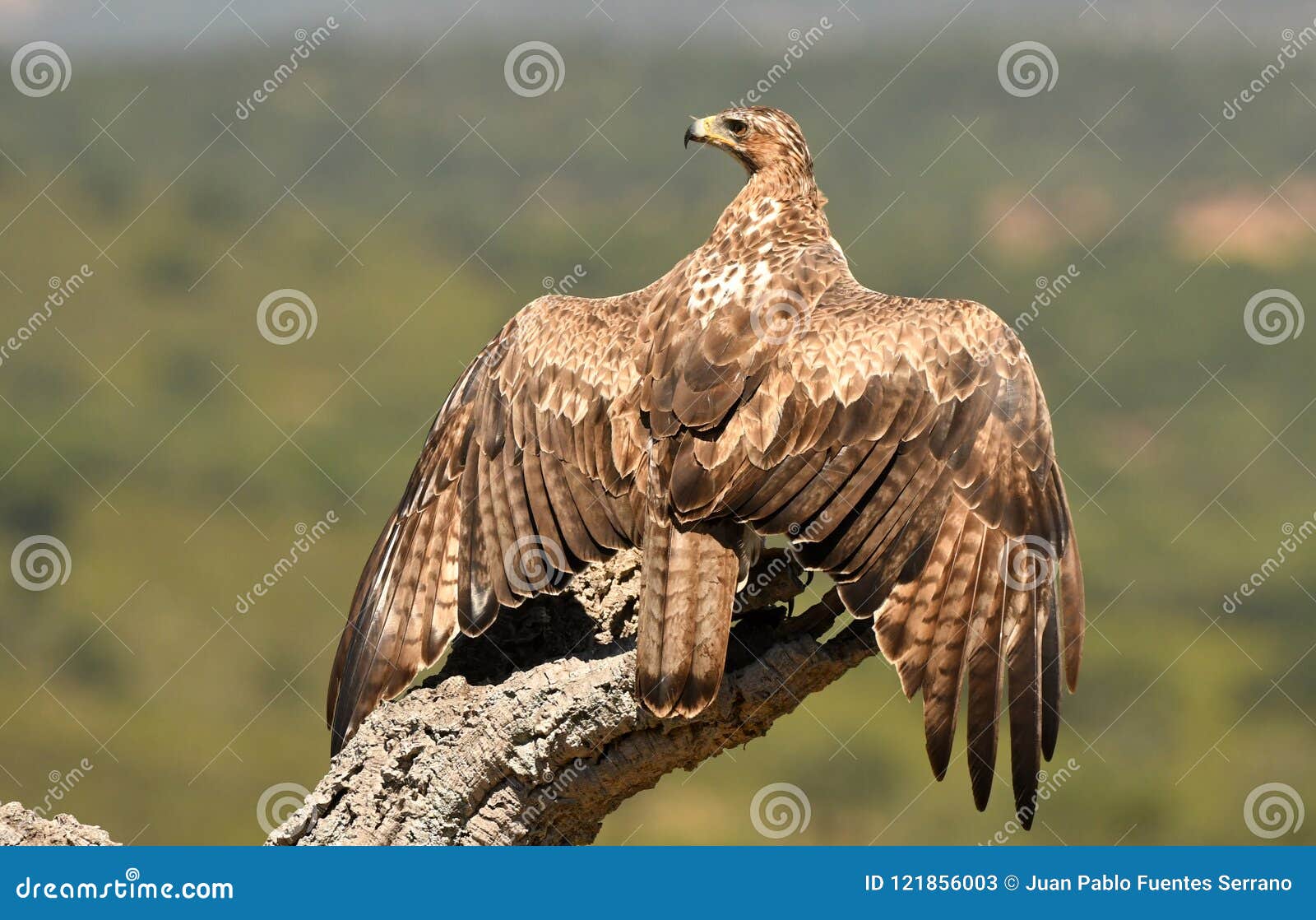 Bonelli`s Eagle Observes from Her Innkeeper in the Field Stock Image ...