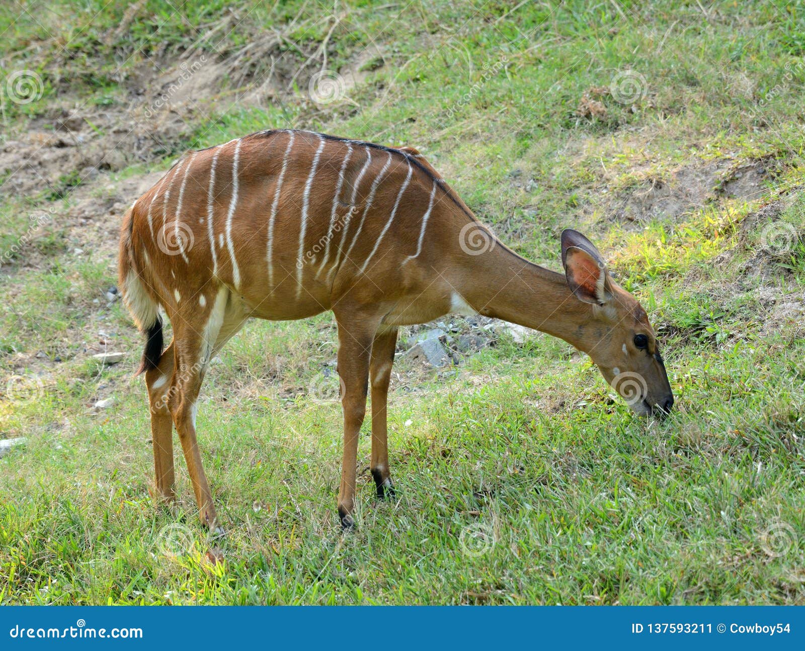 Female Bongo Tragelaphus Eurycerus Stock Image - Image of natural ...