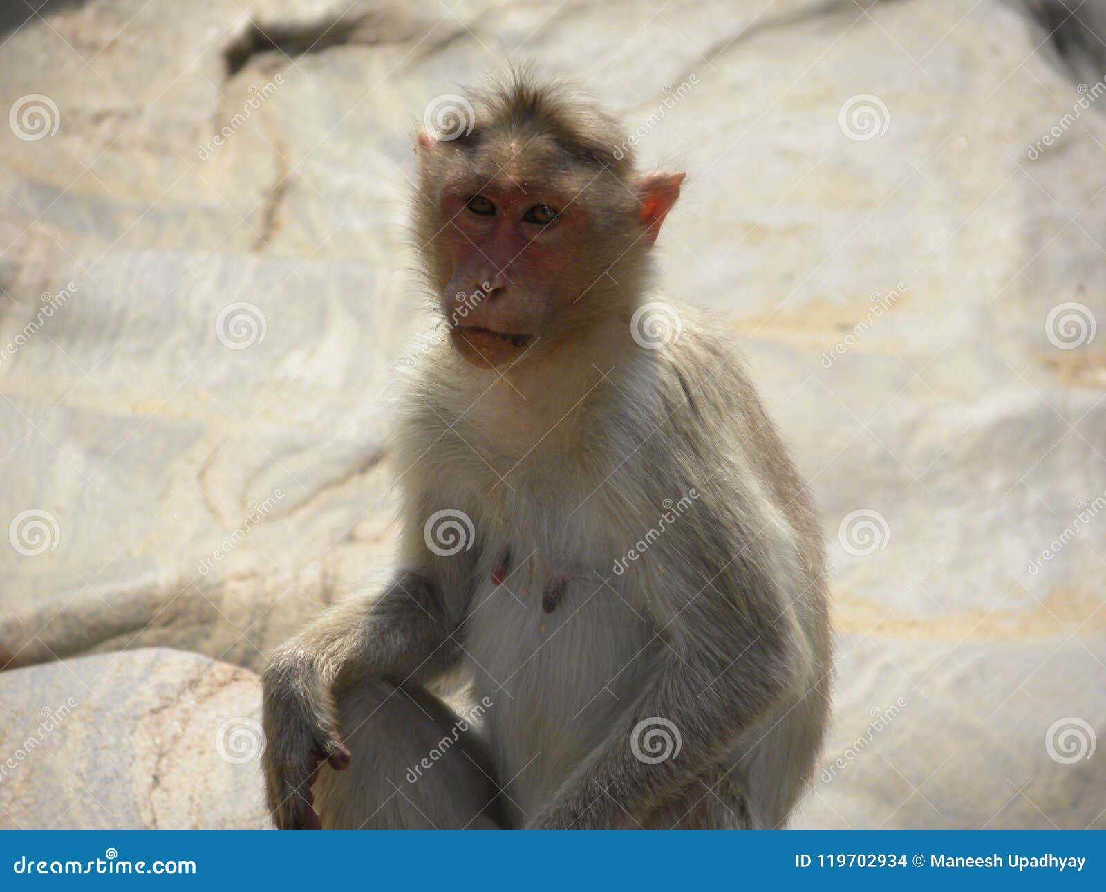 Female Bonnet Macaque Monkey Sitting on Granite Rocks Stock Photo ...